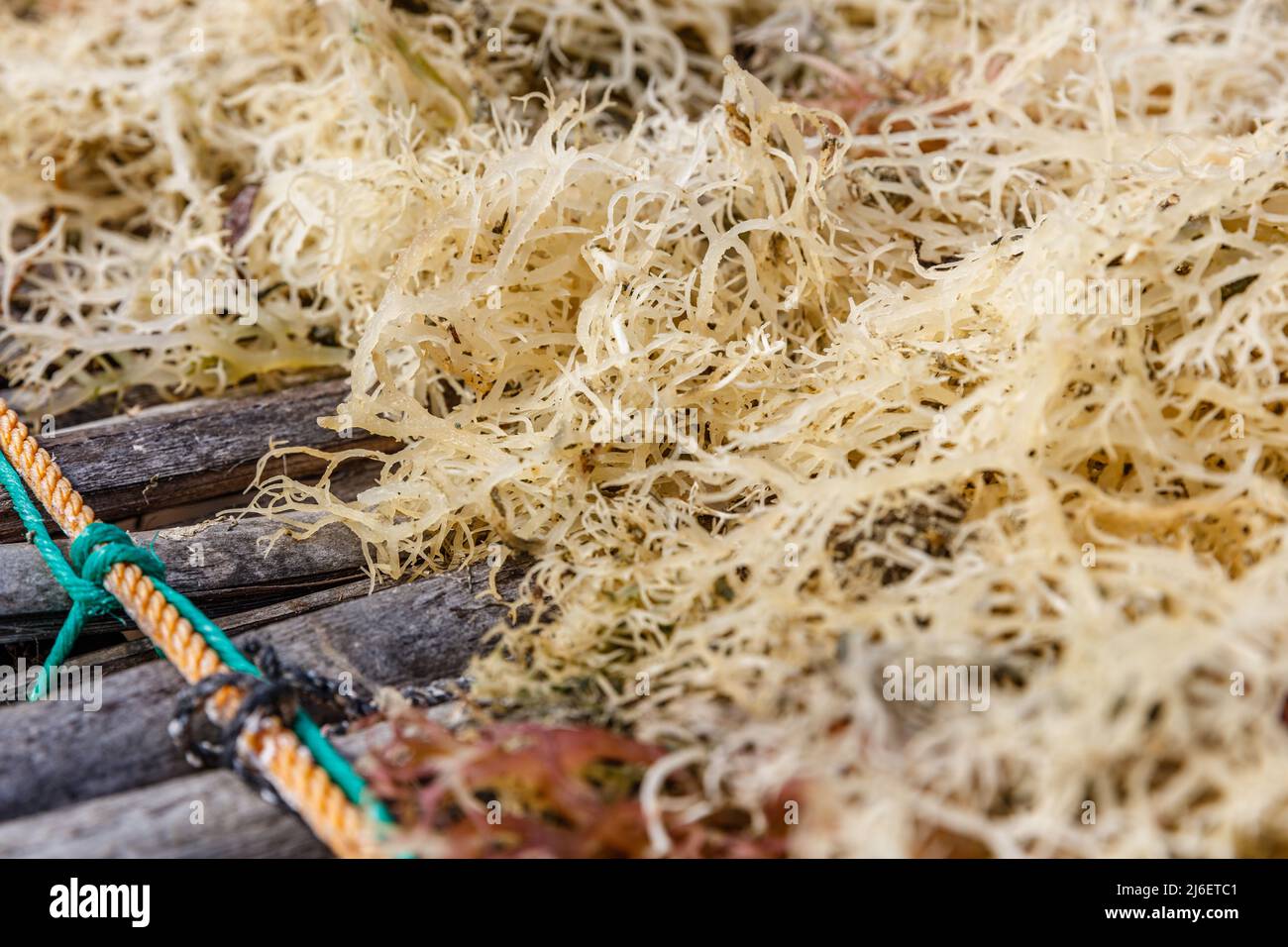 Seaweed farming. Drying seaweed. Rote Island (Pulau Rote), Rote Ndao ...