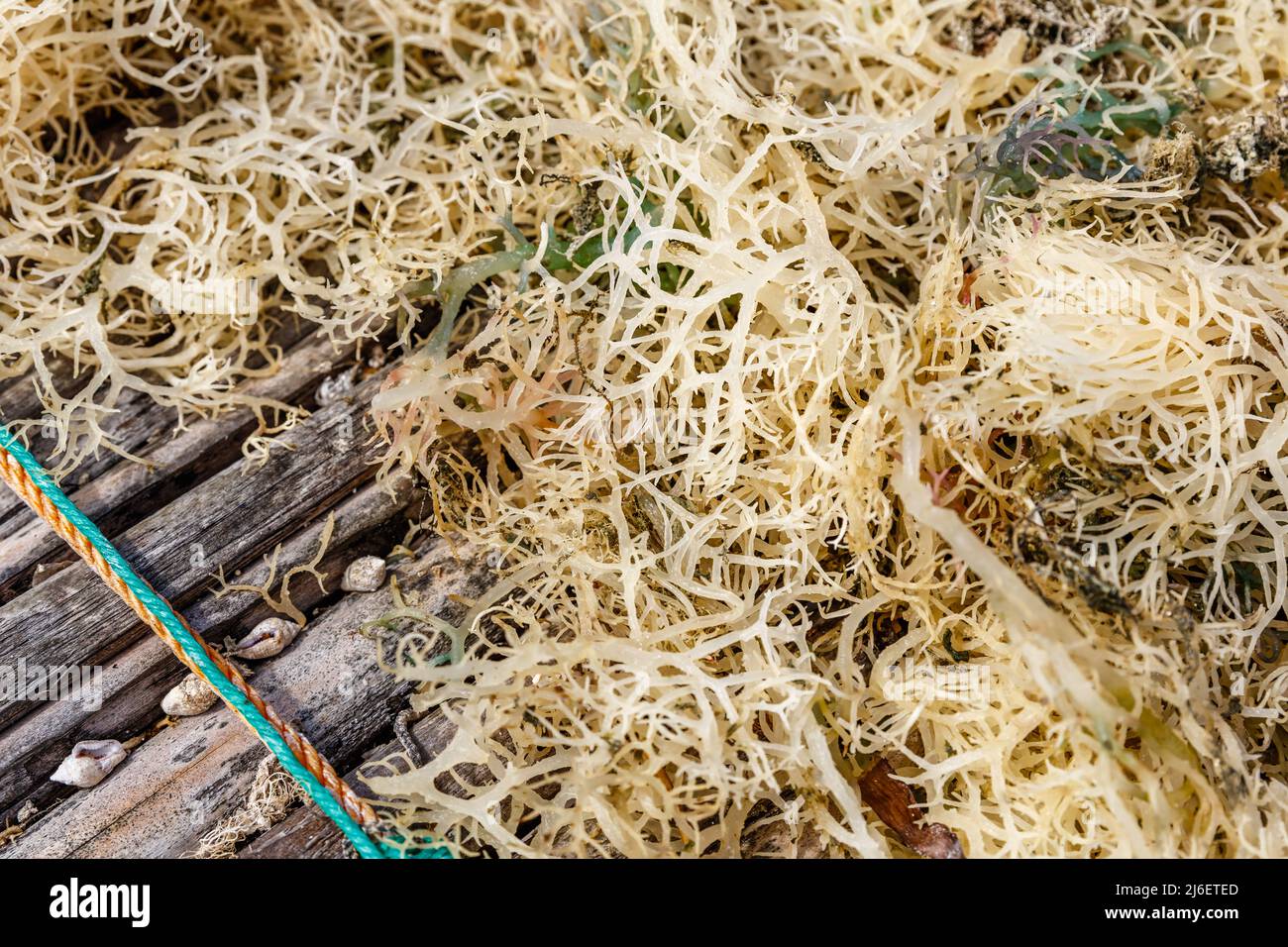 Seaweed farming. Drying seaweed. Rote Island (Pulau Rote), Rote Ndao ...