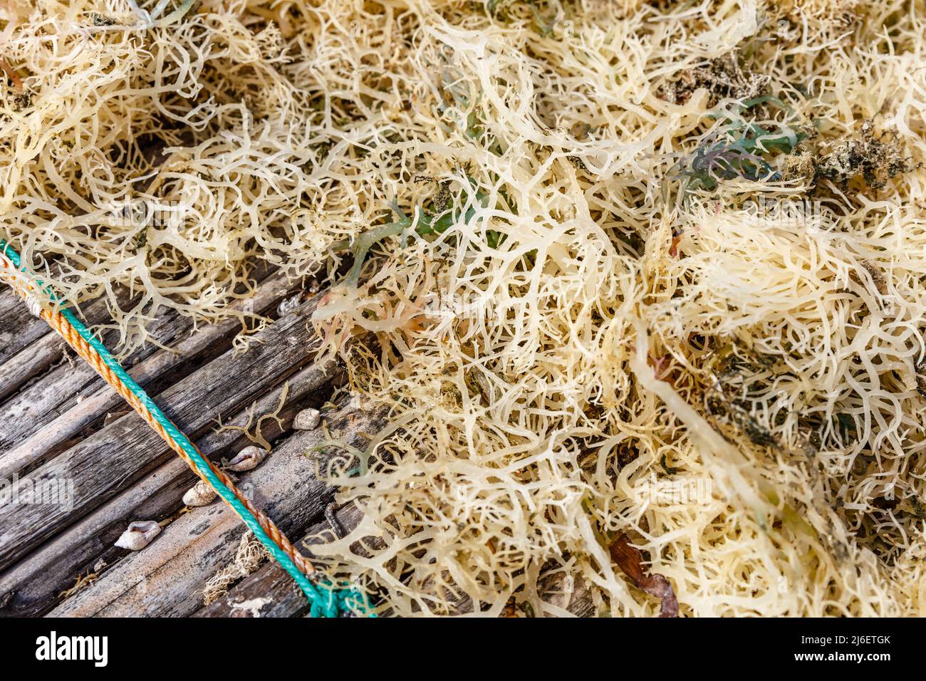 Seaweed farming. Drying seaweed. Rote Island (Pulau Rote), Rote Ndao ...