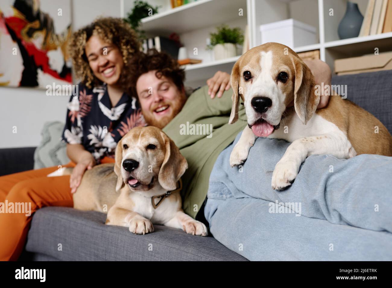 Portrait of pampered terriers lying on sofa together with their owner ...