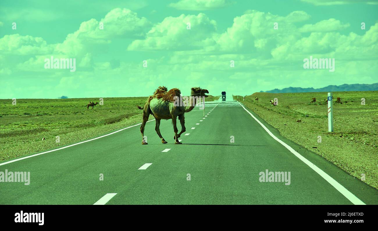Camels cross the highway, Bactrian or two-humped camel Gobi desert ...