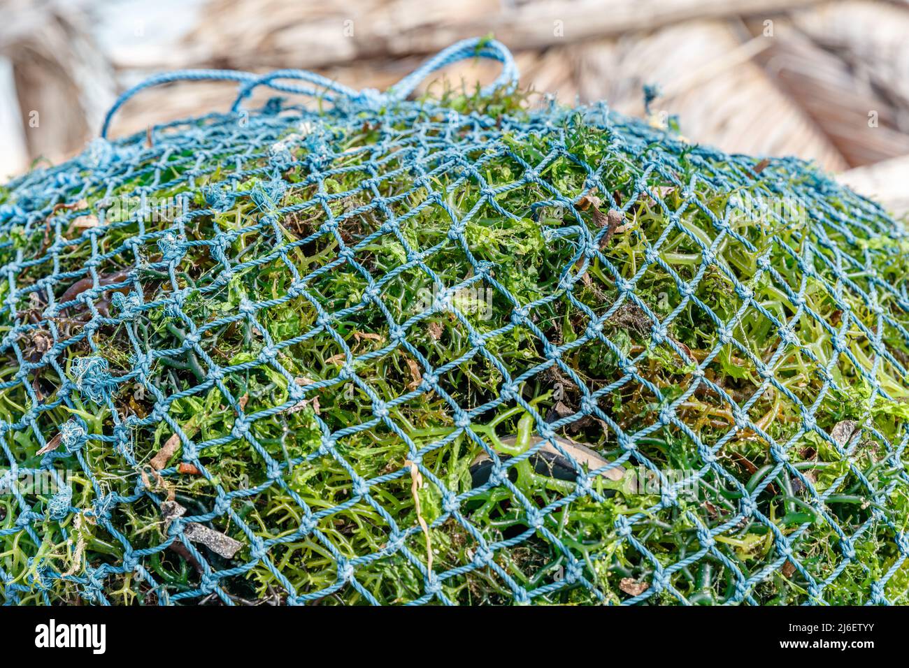 Seaweed farming. Drying seaweed. Rote Island (Pulau Rote), Rote Ndao ...