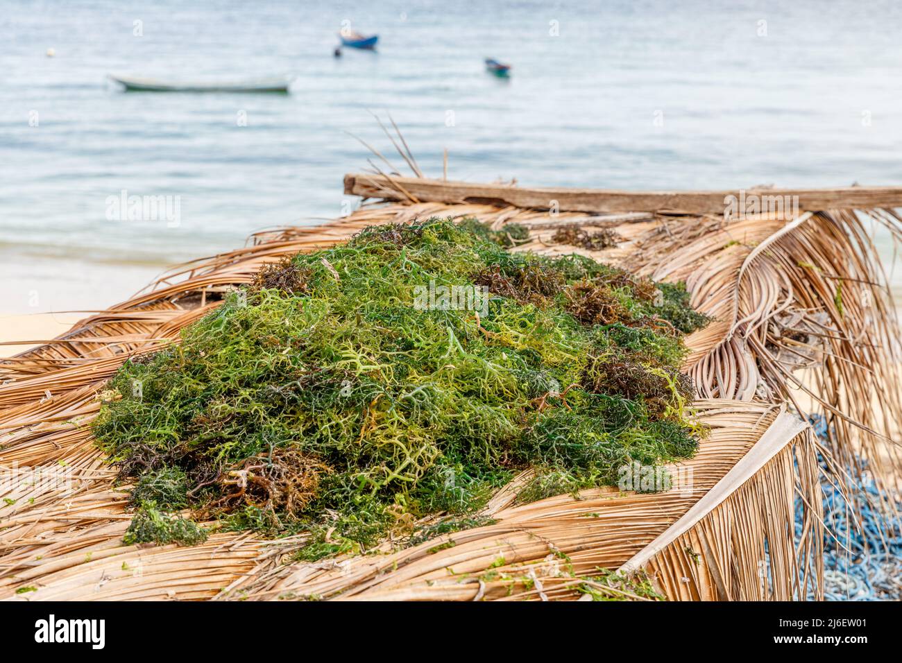 Seaweed farming. Drying seaweed. Rote Island (Pulau Rote), Rote Ndao ...