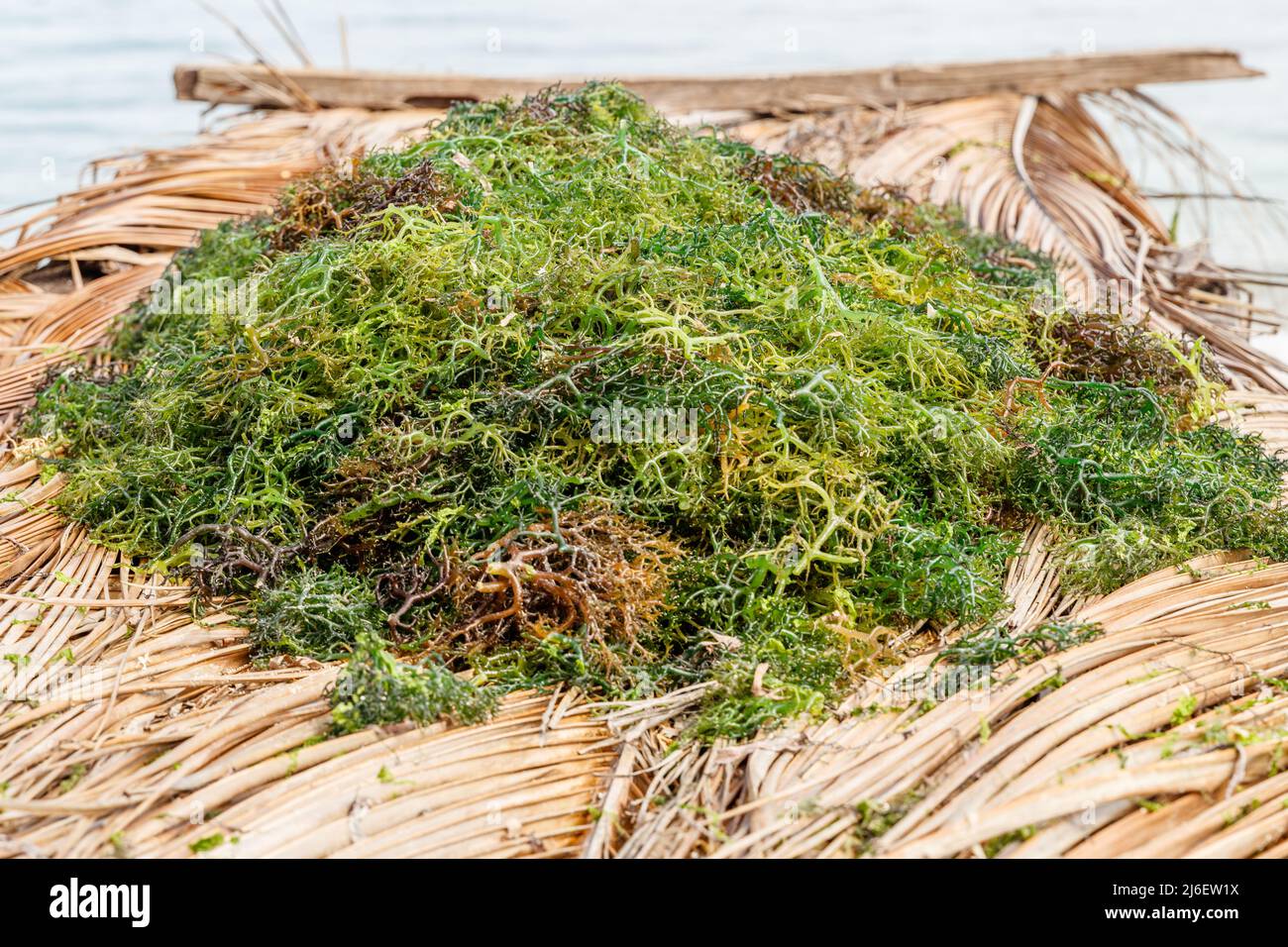 Seaweed farming. Drying seaweed. Rote Island (Pulau Rote), Rote Ndao ...