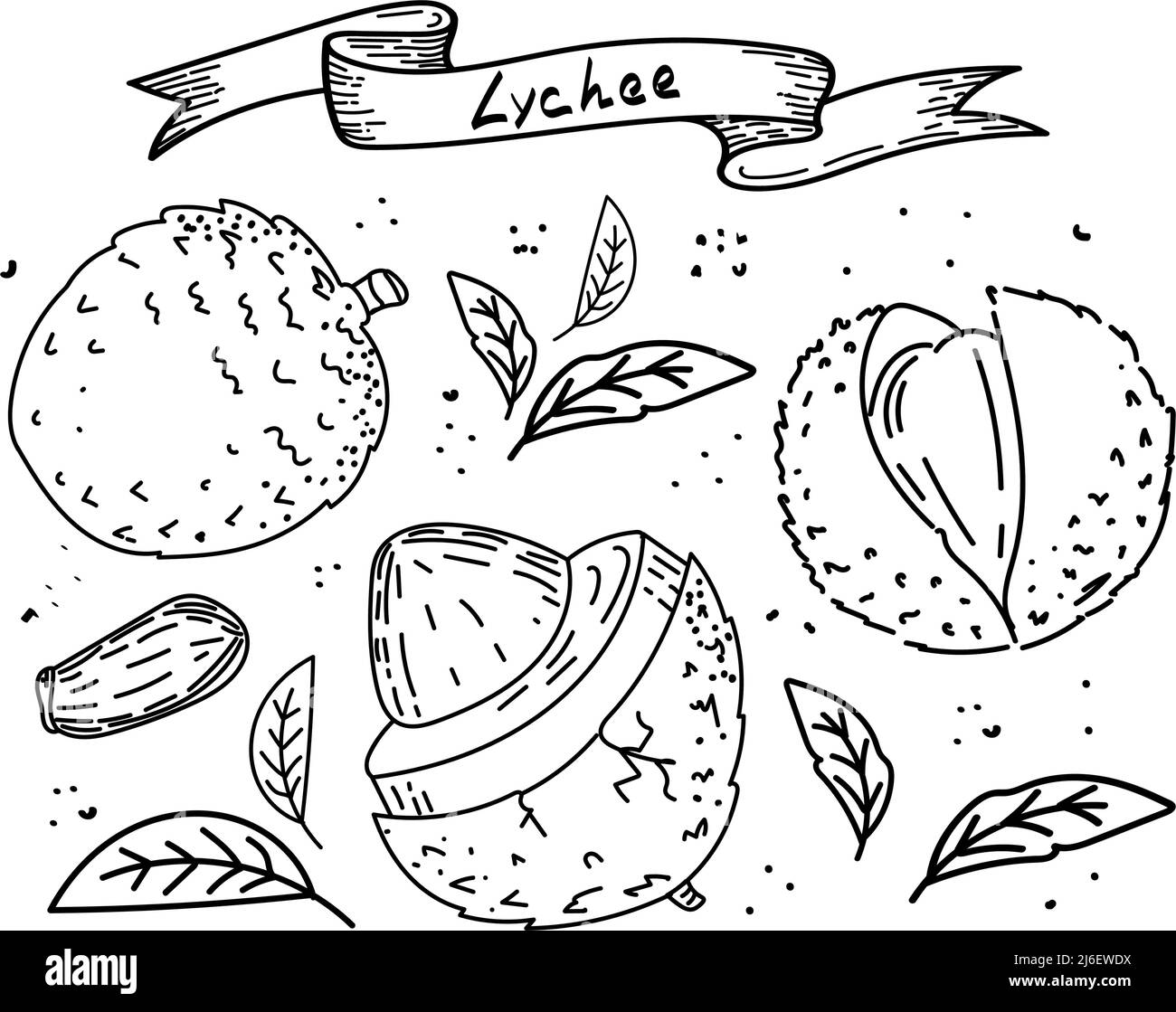 Lychee fruit, hand-drawn sketch style doodle. Lychee, seed and leaves ...
