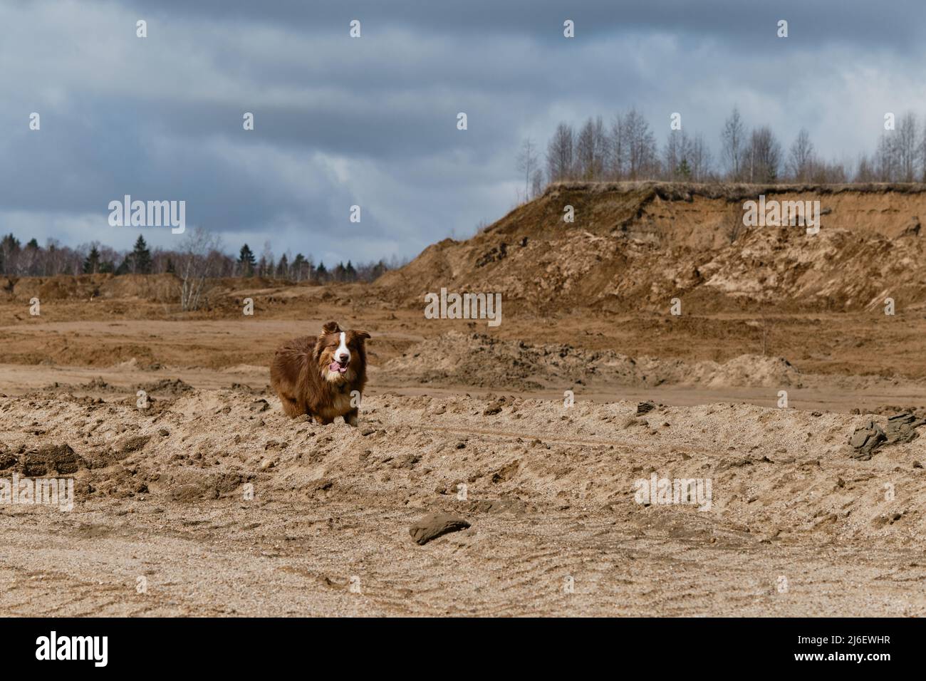 Australian Shepherd puppy with funny happy face runs across sand on ...