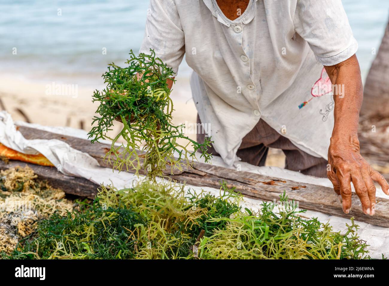 Seaweed farming. Old Rotenese lady's hands sorting drying seaweed. Rote ...