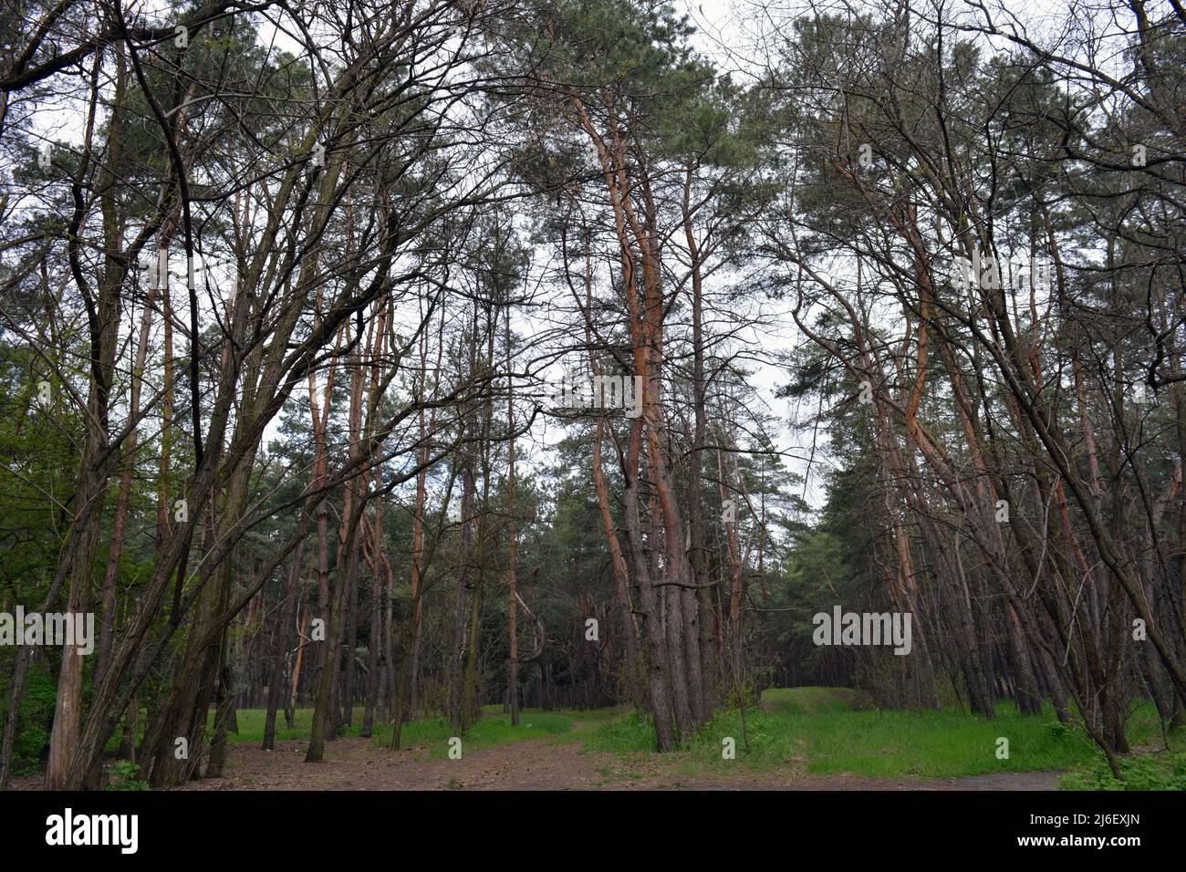 Green, interesting and mysterious pine-deciduous forest with old large ...