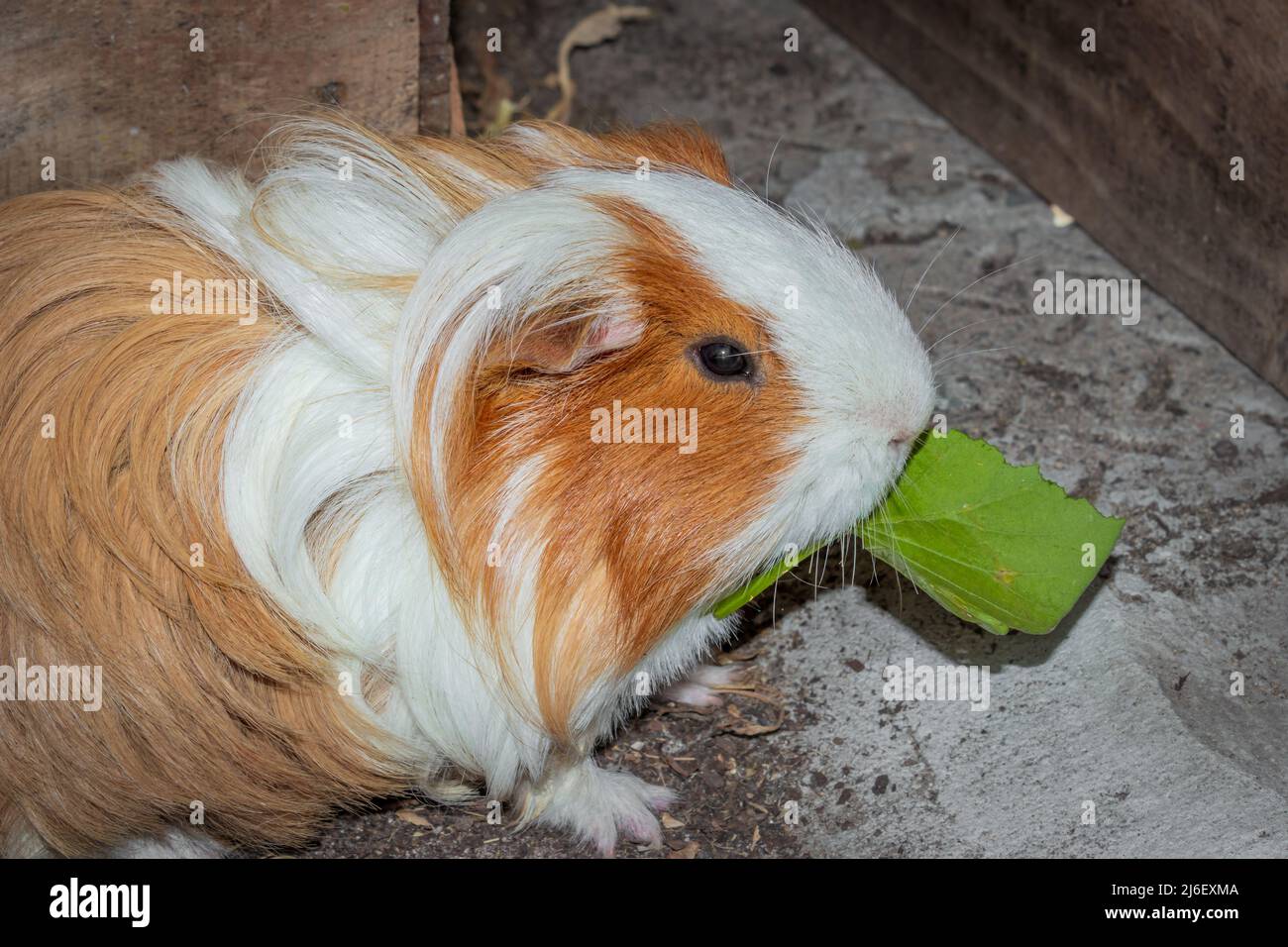 Domestic brown and white sheltie guinea pigs (Cavia porcellus) eating ...