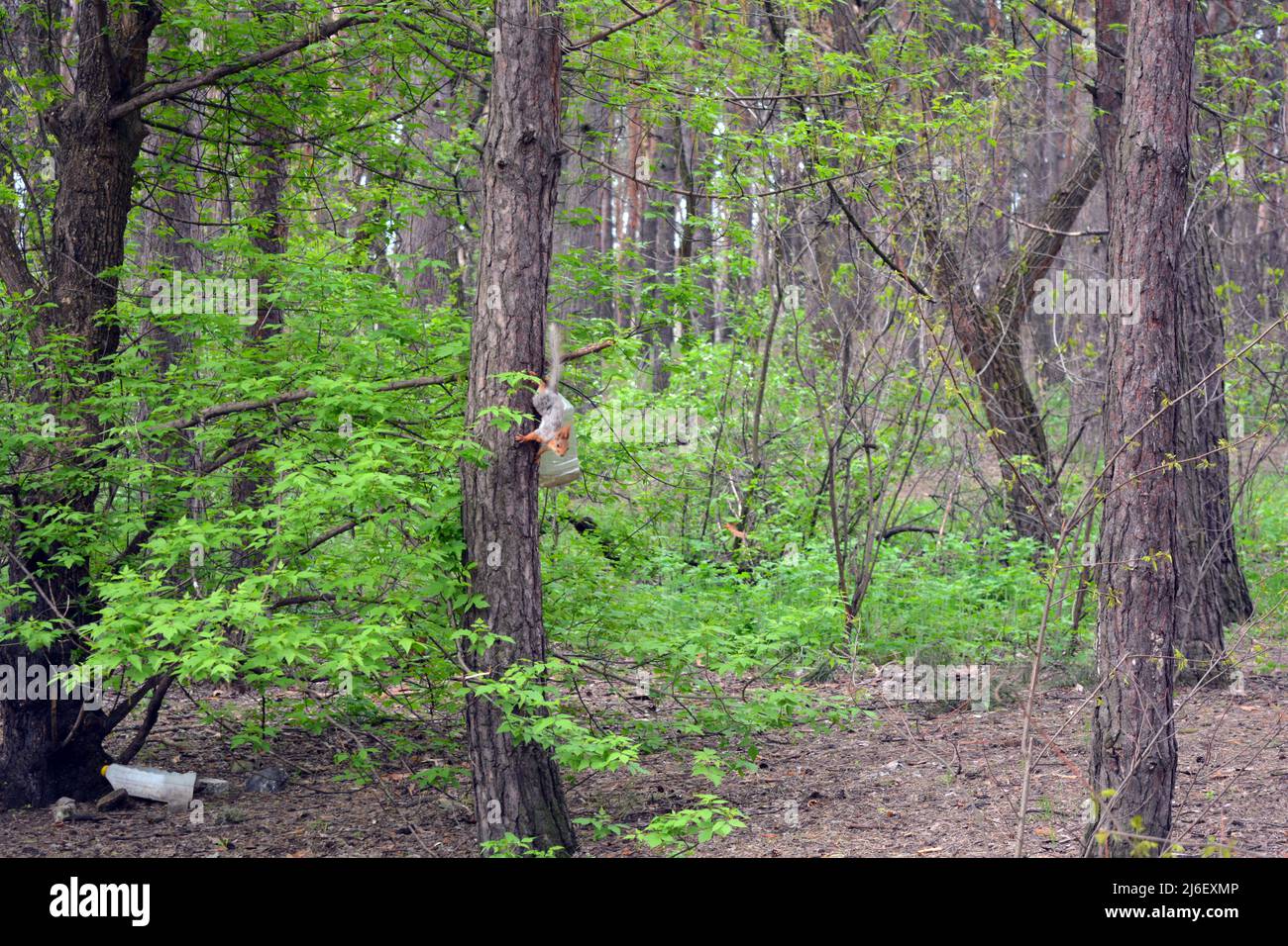 Small interesting gray-yellow squirrel jumping through pine trees ...