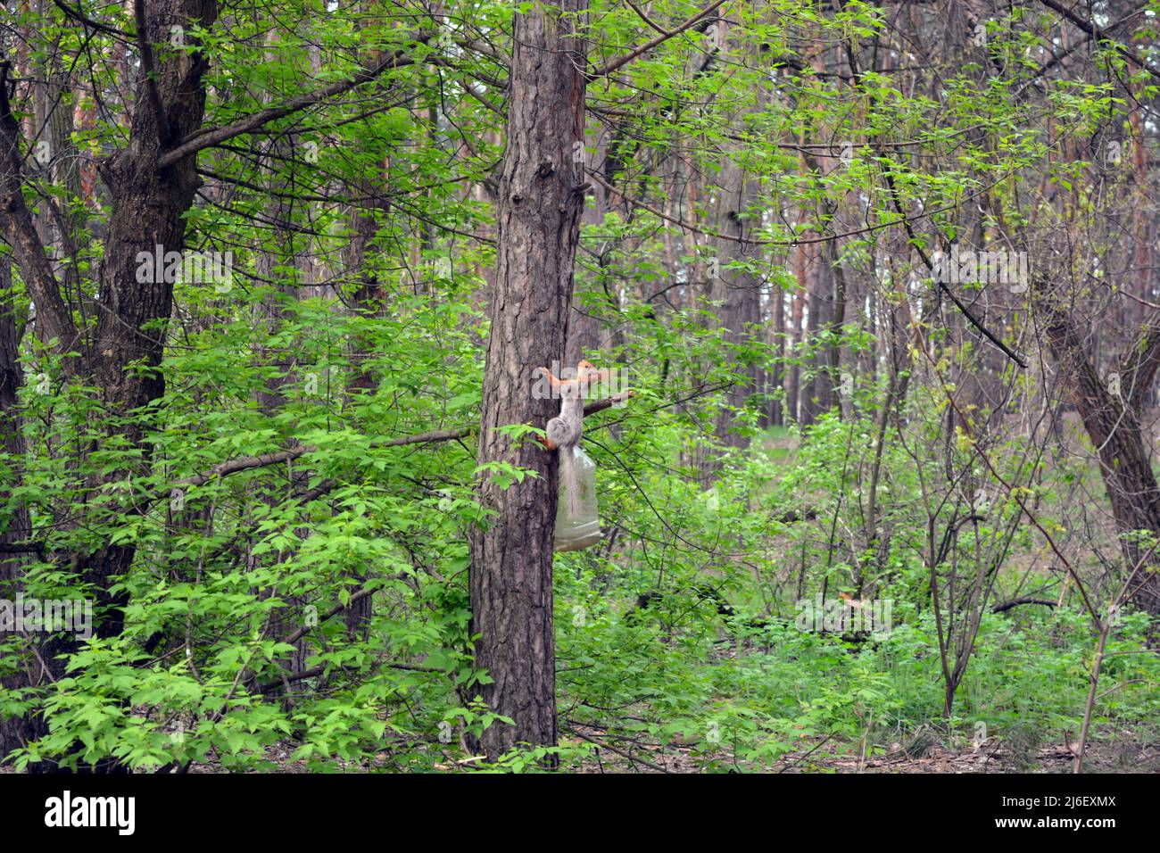 Small interesting gray-yellow squirrel jumping through pine trees ...
