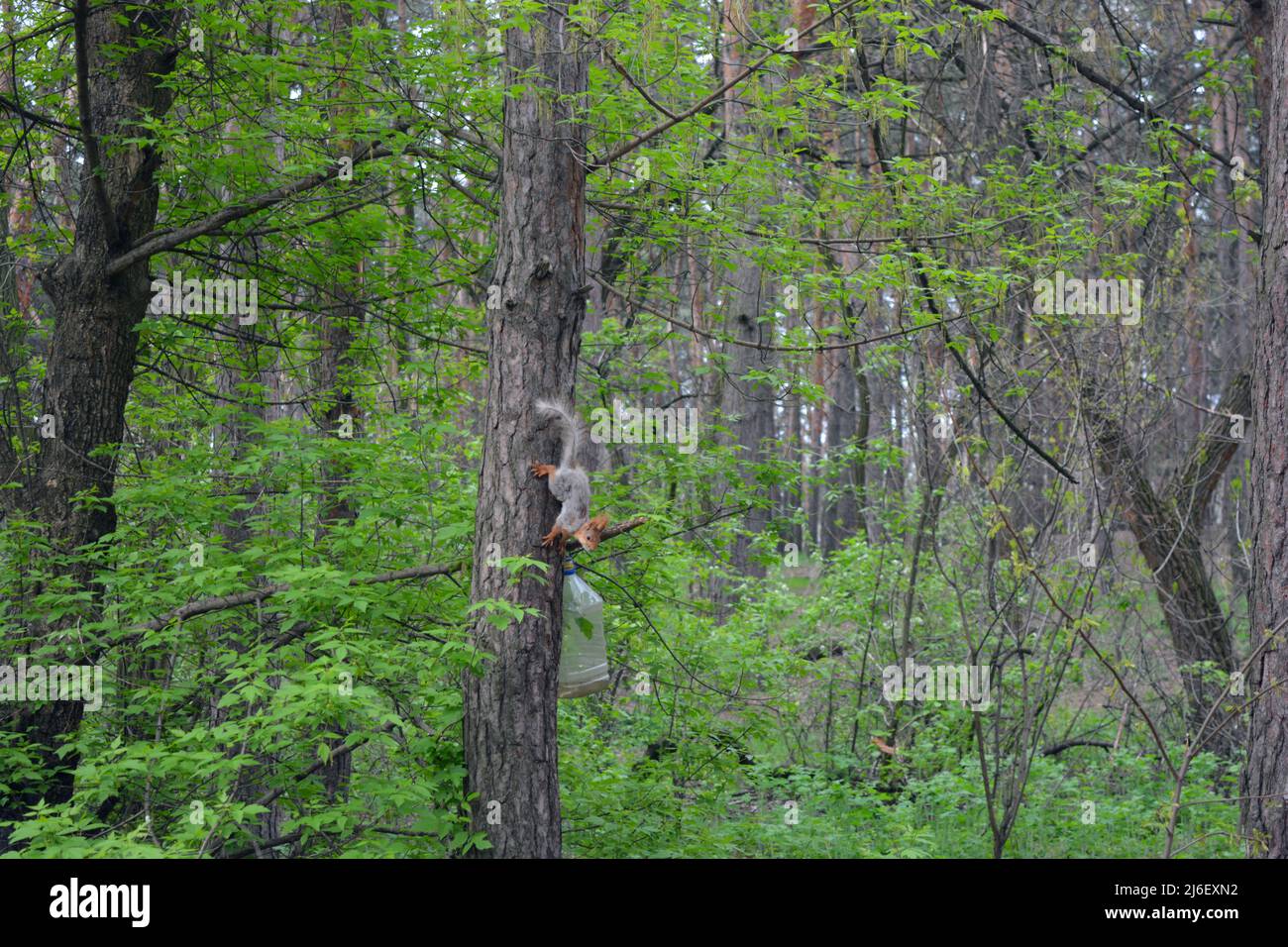 Small interesting gray-yellow squirrel jumping through pine trees ...