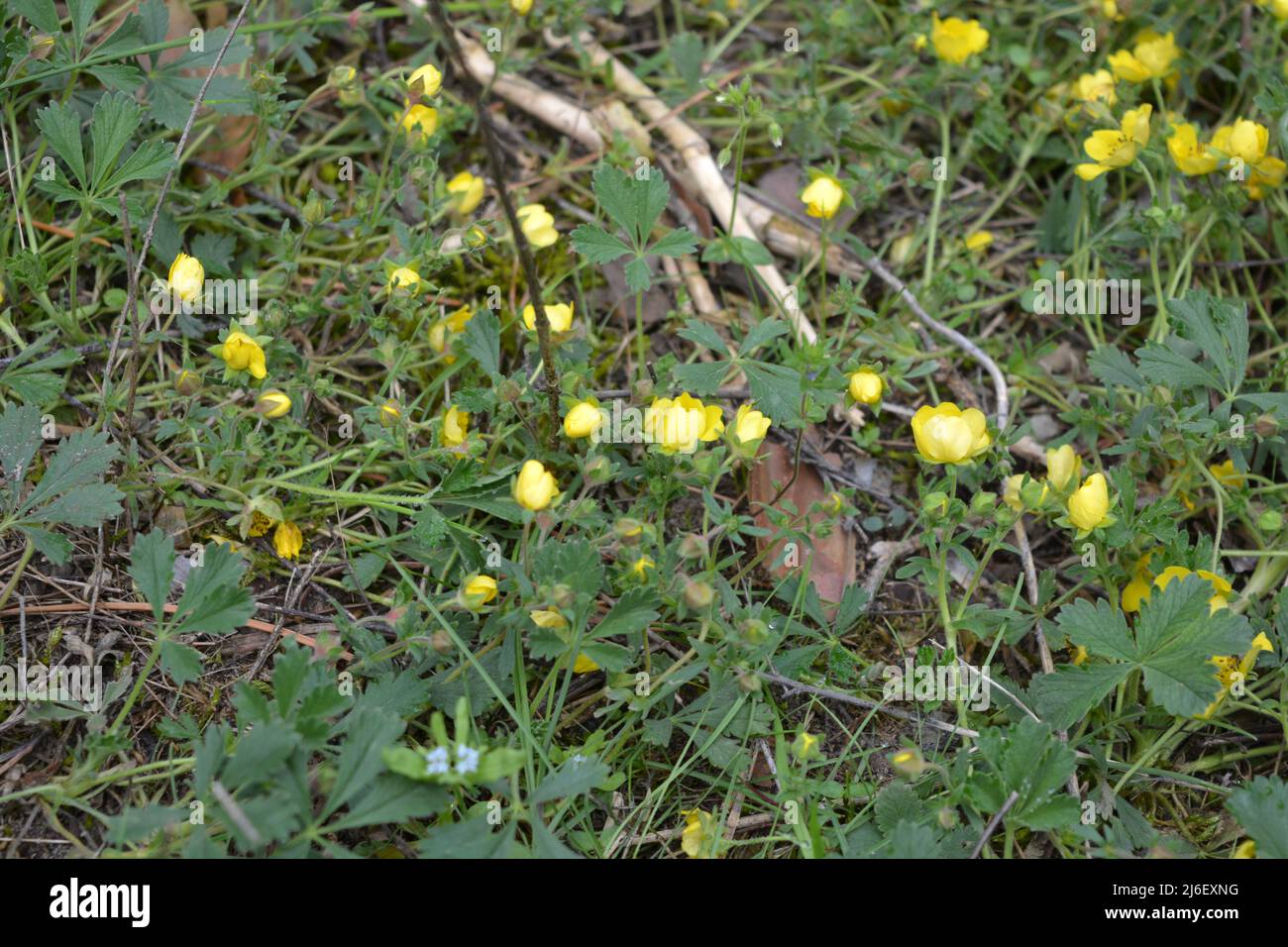 Bright, unforgettable, interesting, yellow small flowers that grow in a ...