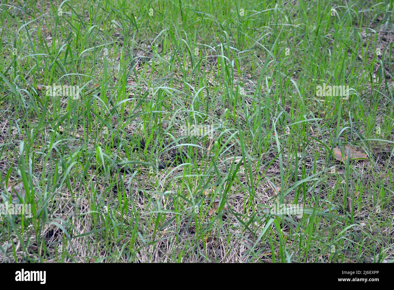 Green wild grass growing in the forest Stock Photo - Alamy