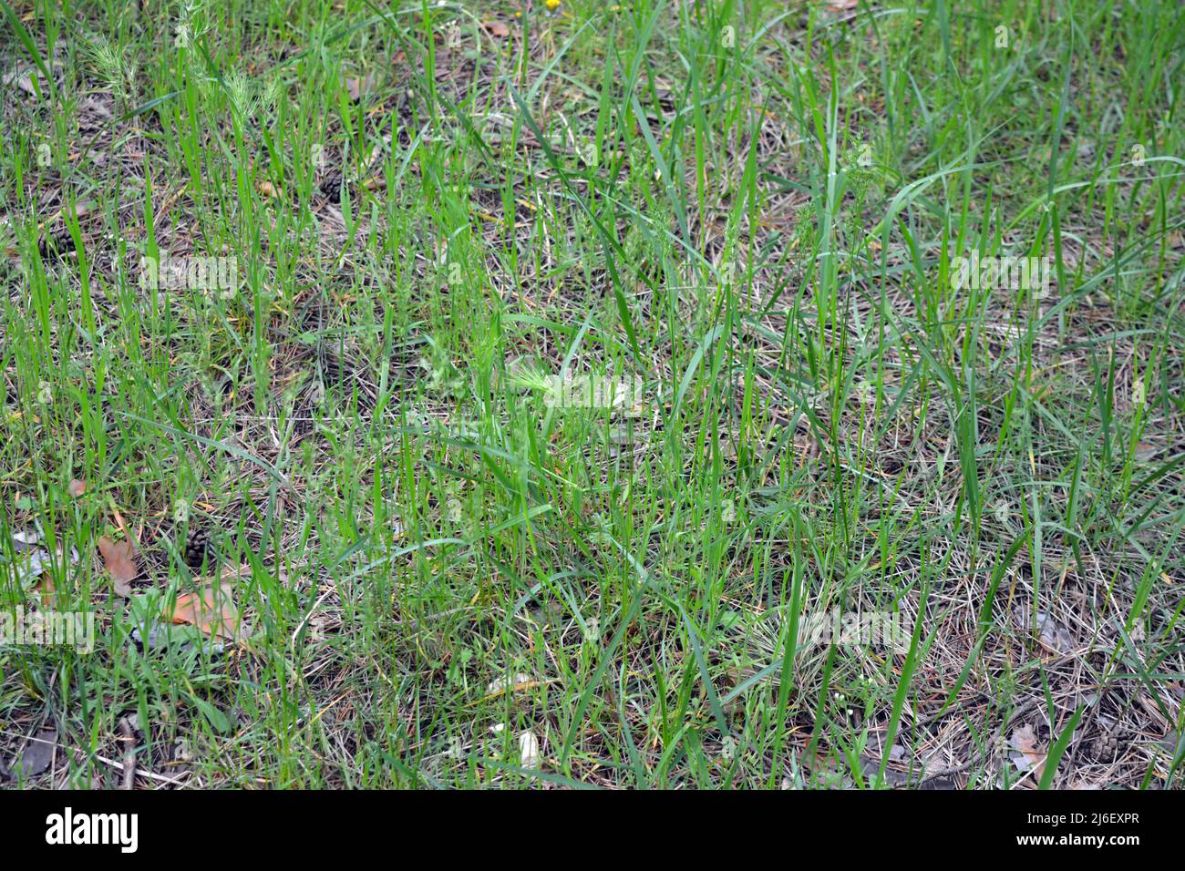 Green wild grass growing in the forest Stock Photo - Alamy