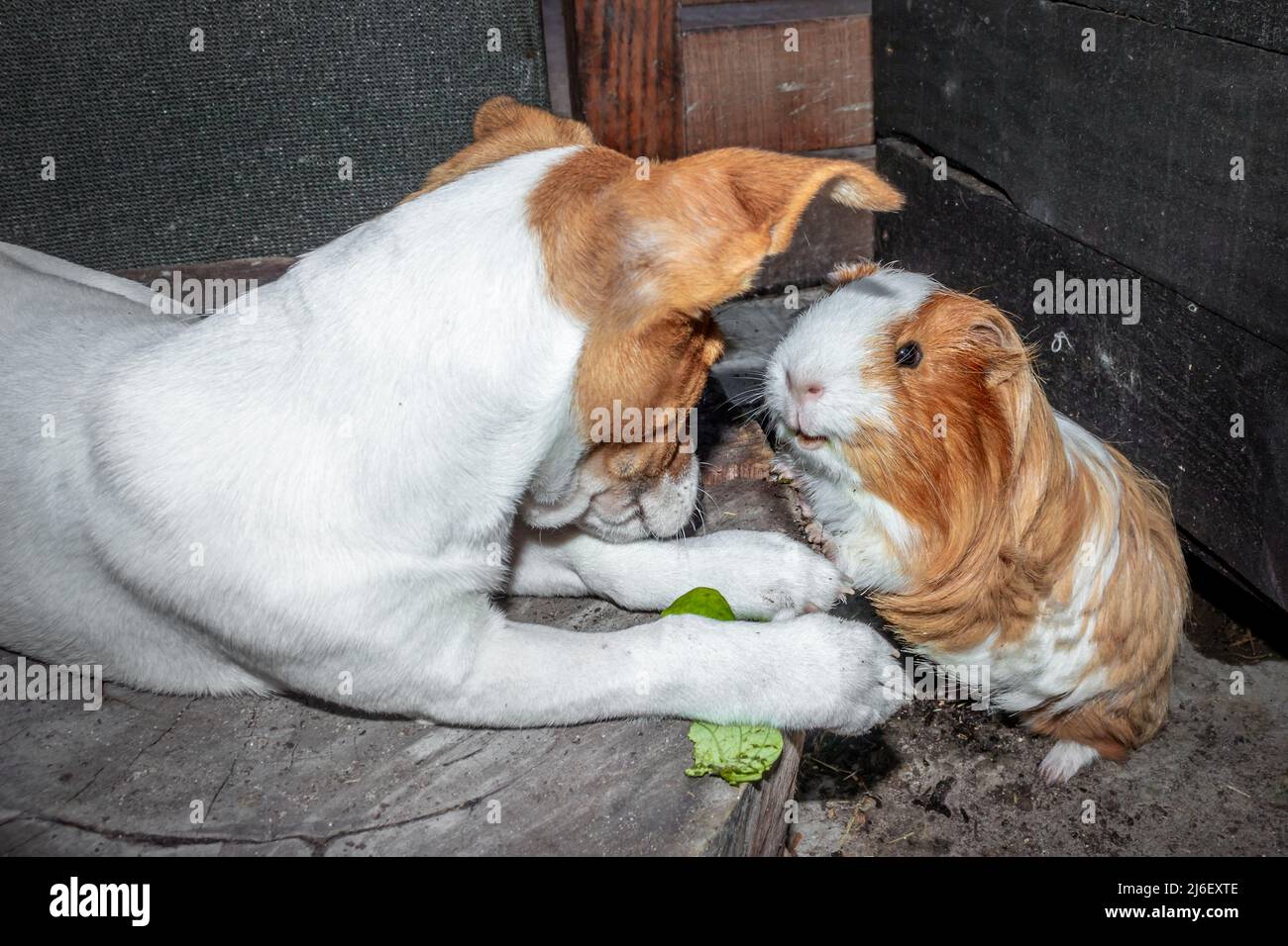 Domestic sheltie guinea pig (Cavia porcellus) with a Jack Russell ...