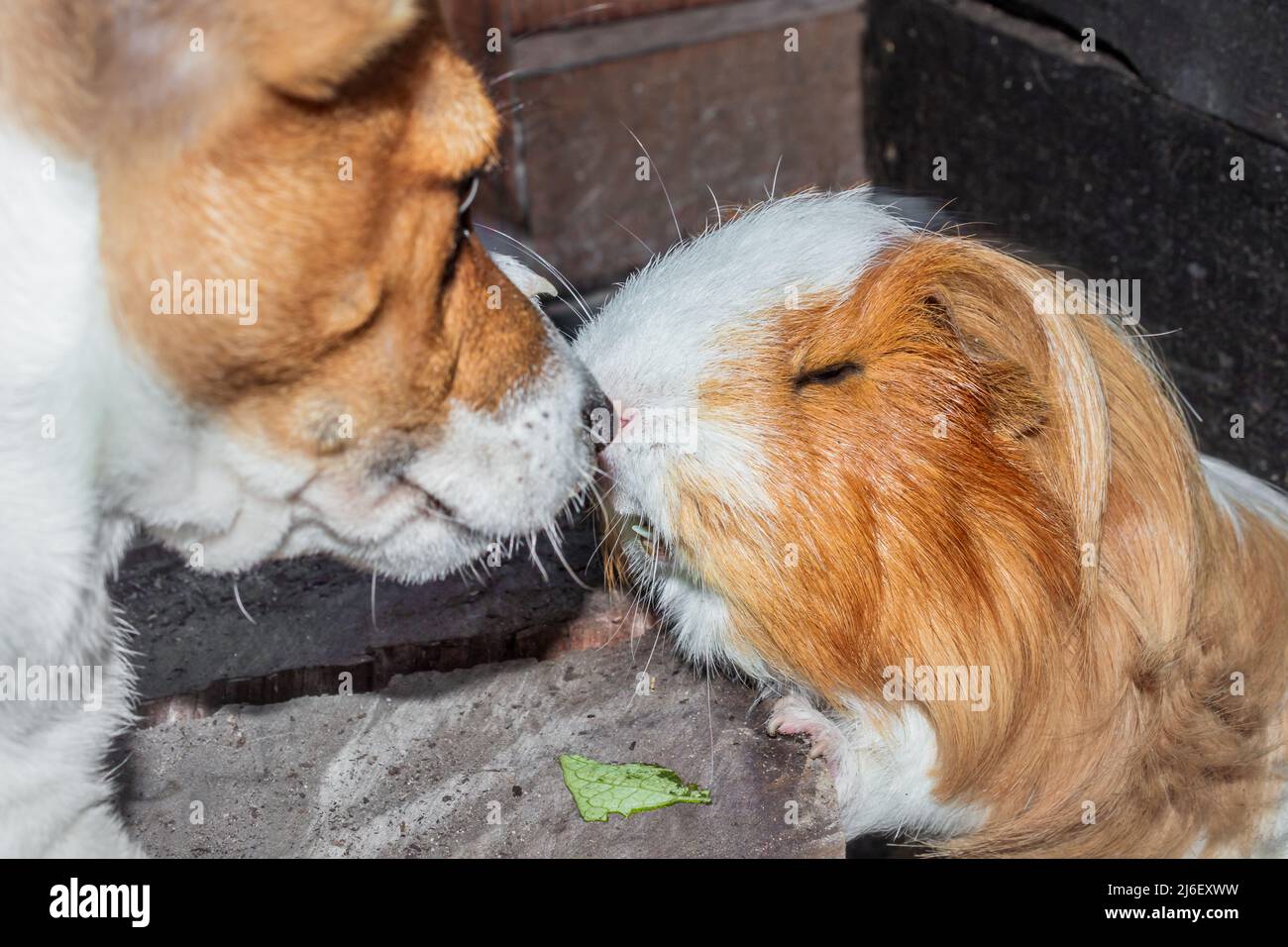 Domestic sheltie guinea pig (Cavia porcellus) with a Jack Russell ...