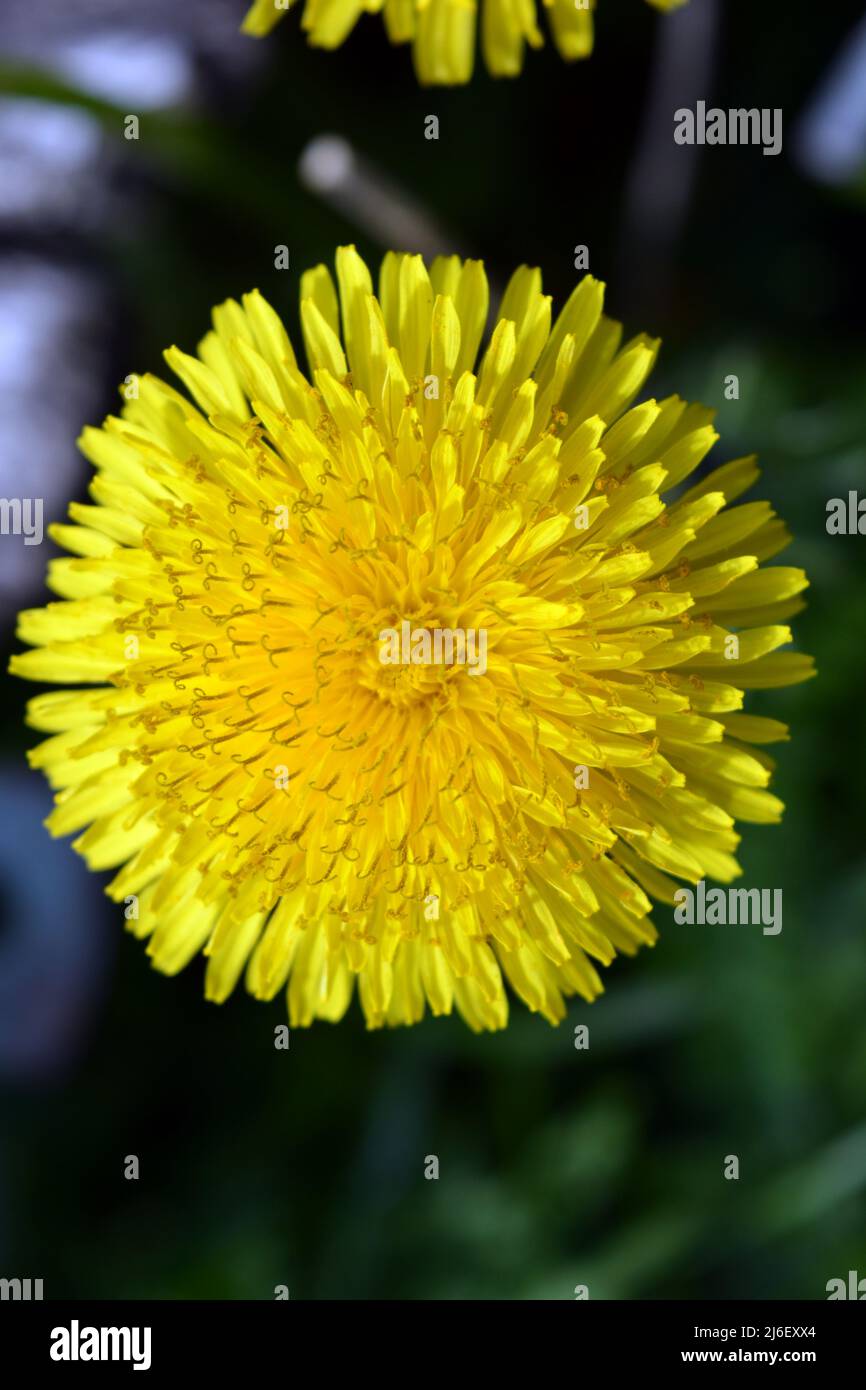 Bright colorful yellow dandelions growing in the sun. Beautiful ...