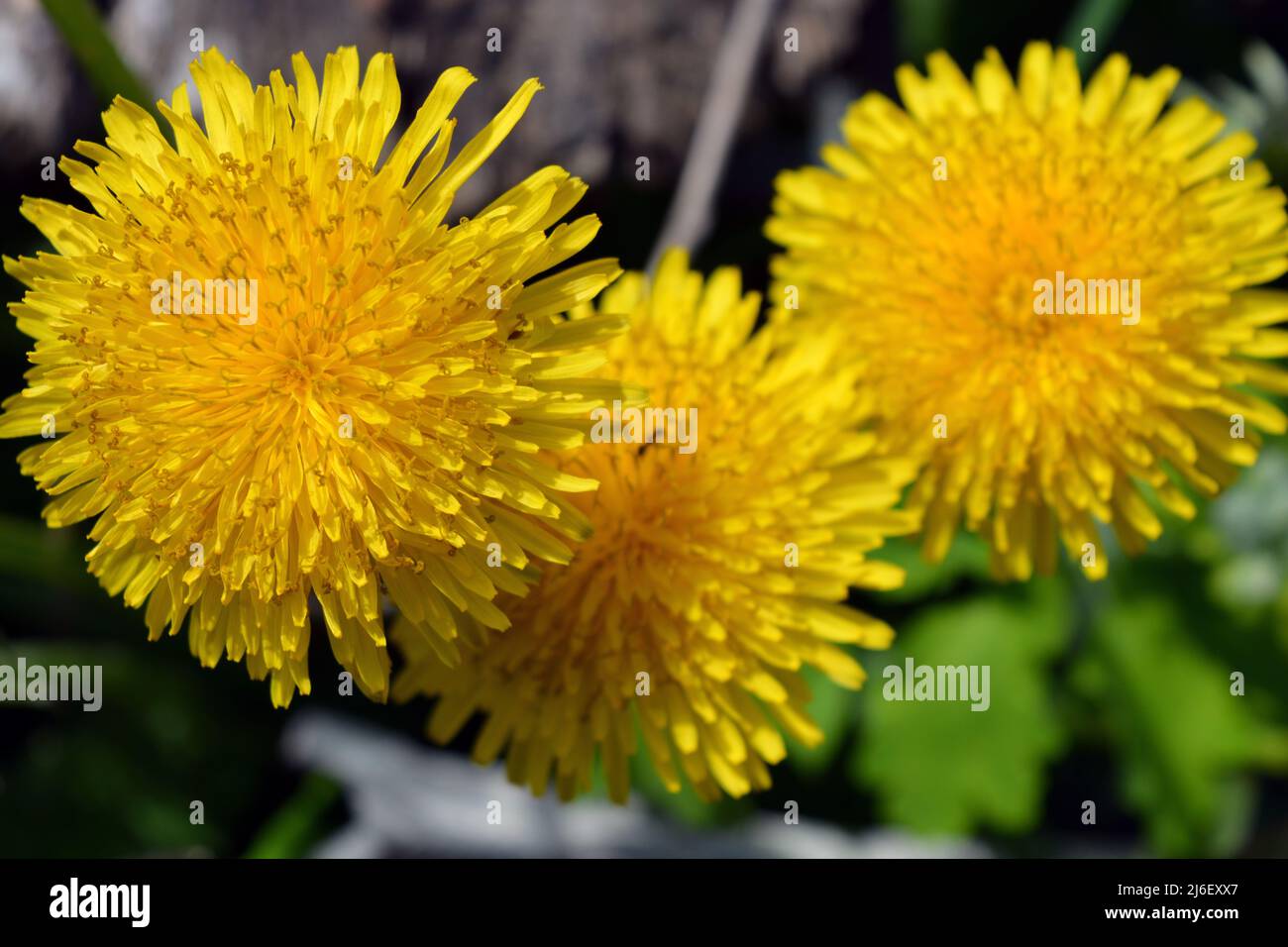 Bright colorful yellow dandelions growing in the sun. Beautiful ...