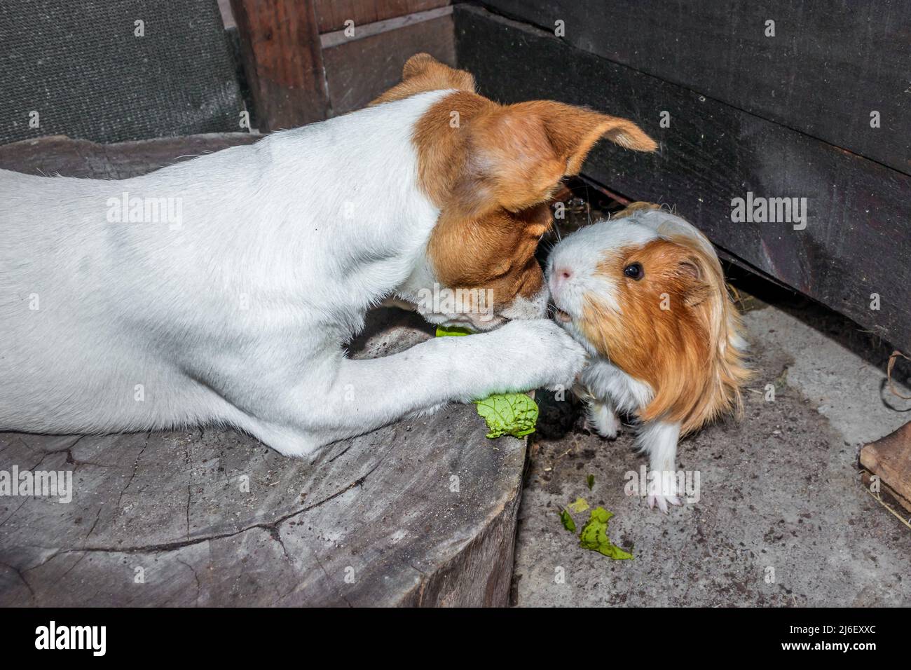 Domestic sheltie guinea pig (Cavia porcellus) with a Jack Russell ...