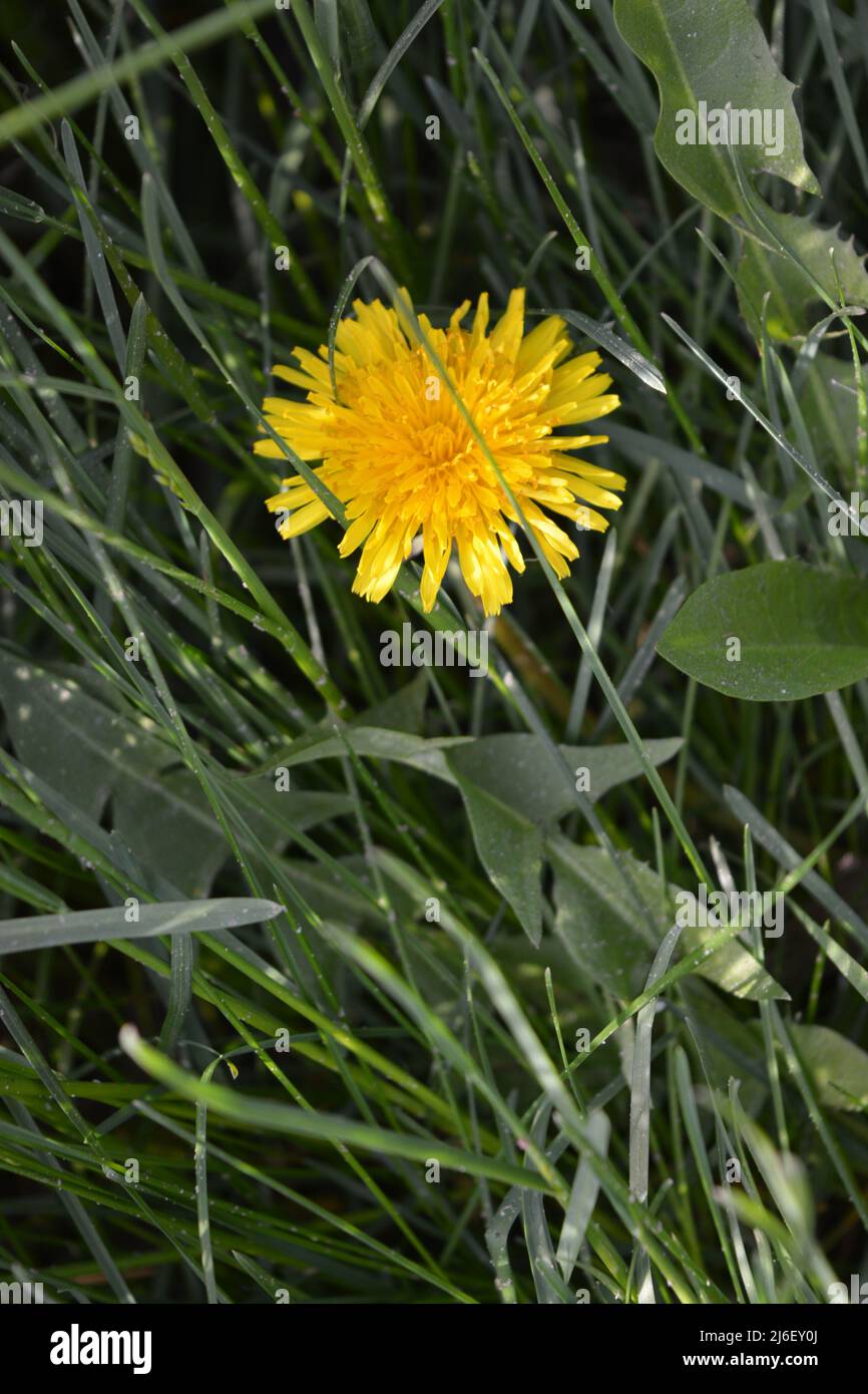 Bright colorful yellow dandelions growing in the sun. Beautiful ...