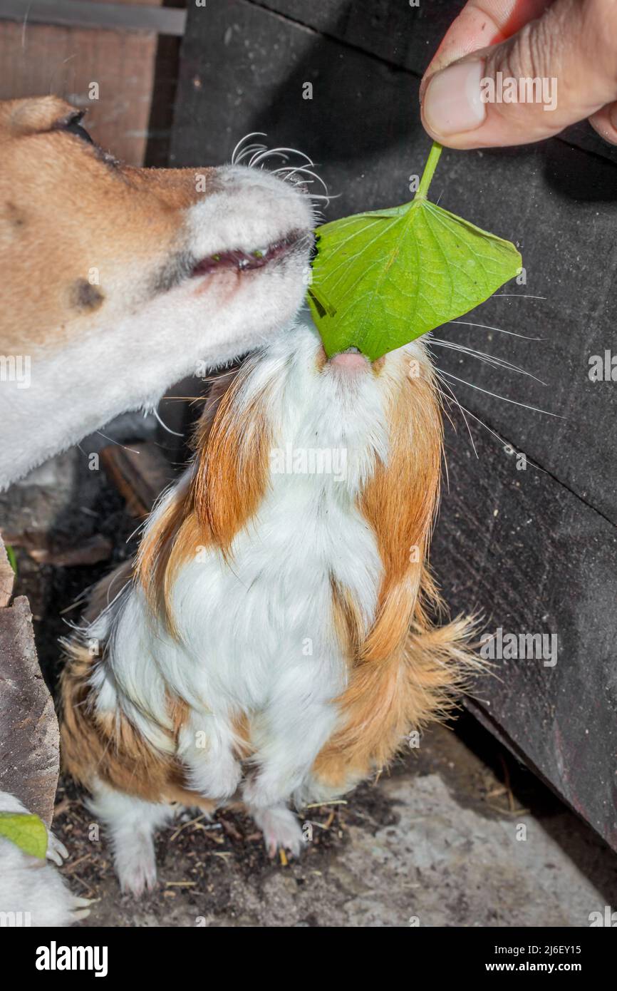 Domestic sheltie guinea pig (Cavia porcellus) with a Jack Russell ...