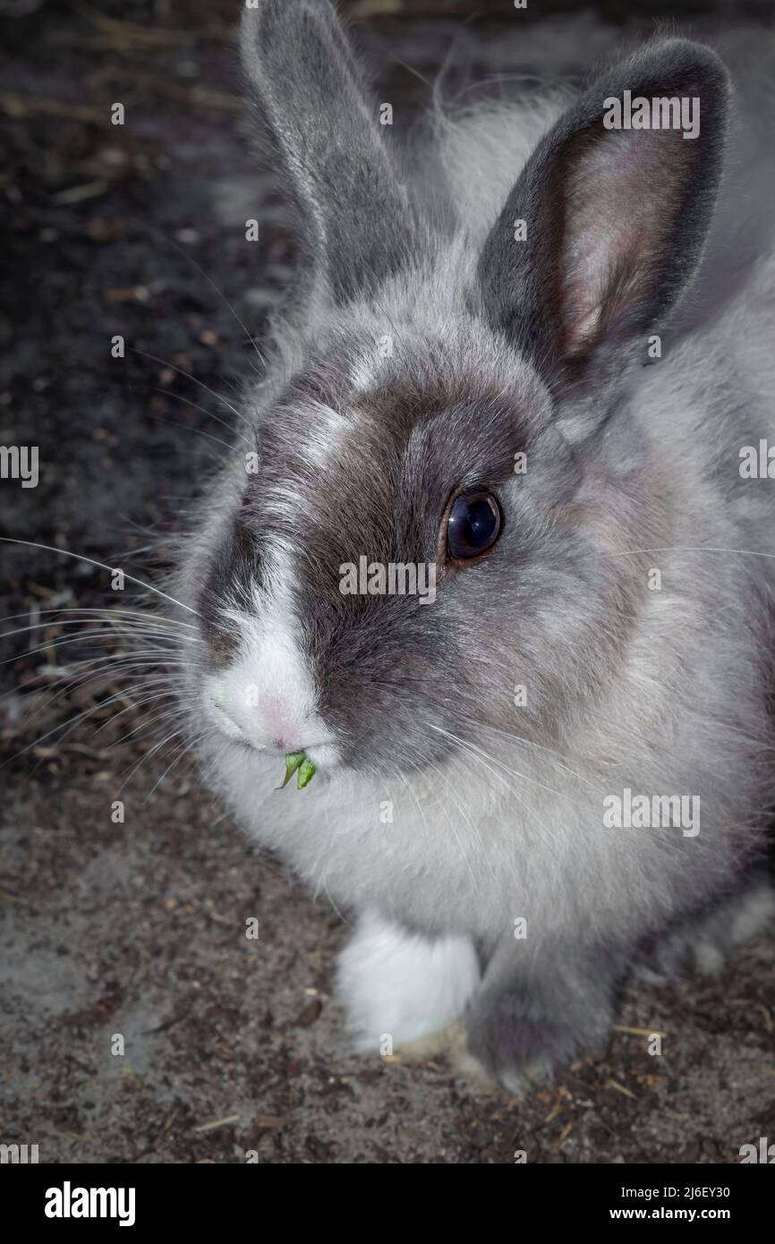 Domestic grey Jersey Wooly rabbit, Cape Town, South Africa Stock Photo ...
