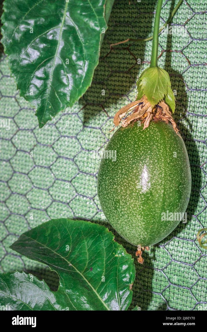 Unripe Passion fruit (Passiflora edulis), South Africa, Africa Stock ...