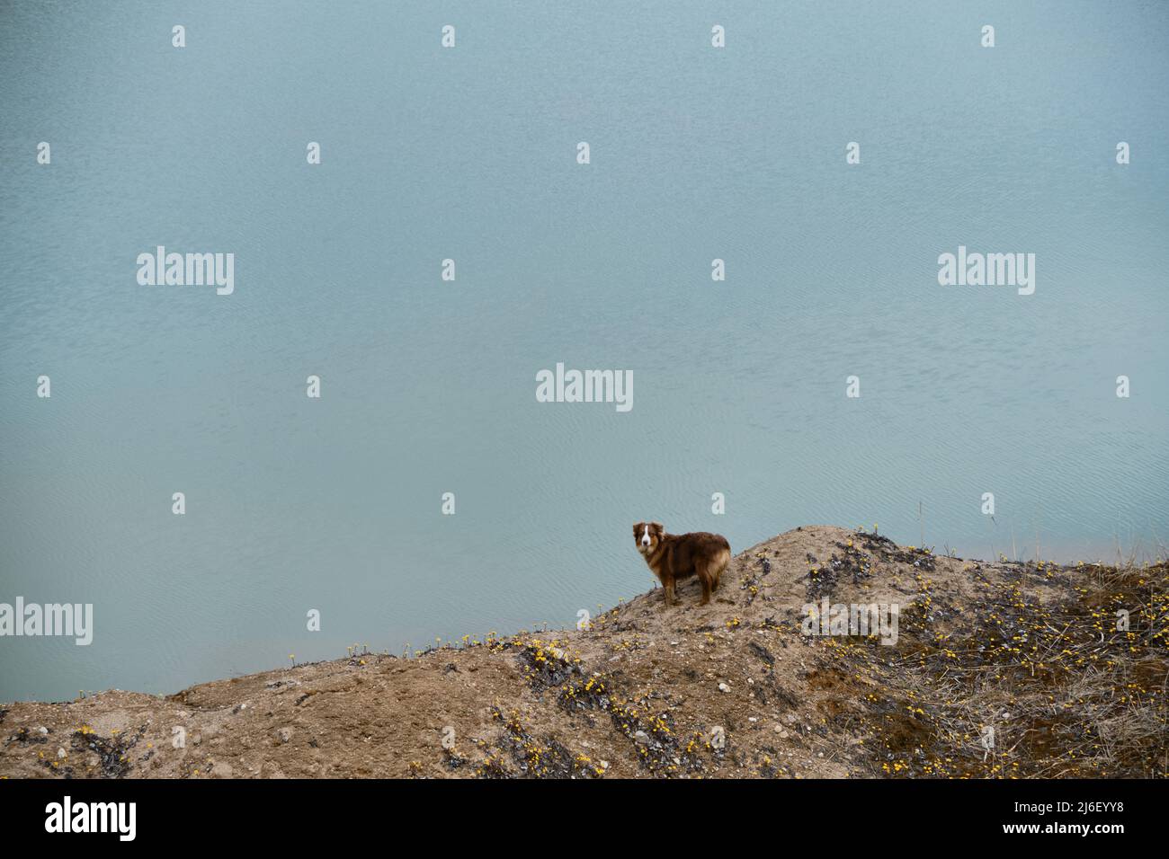 Australian Shepherd puppy stands on sandy bank of river and looks into ...