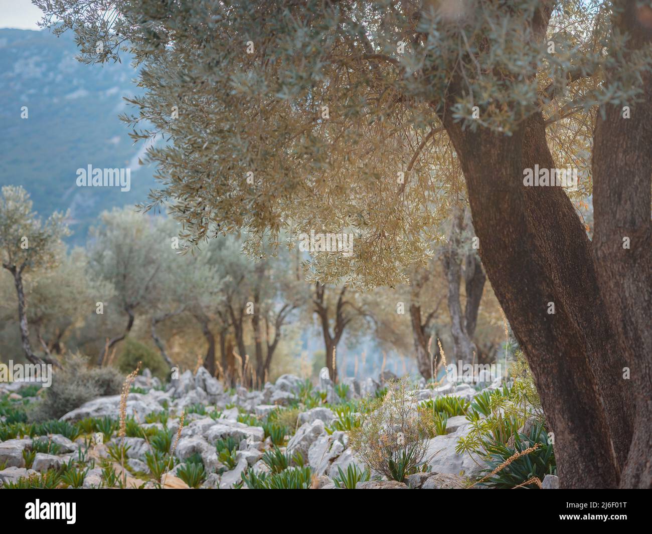 walk in olive grove, Harvest ready to produce extra virgin olive oil ...