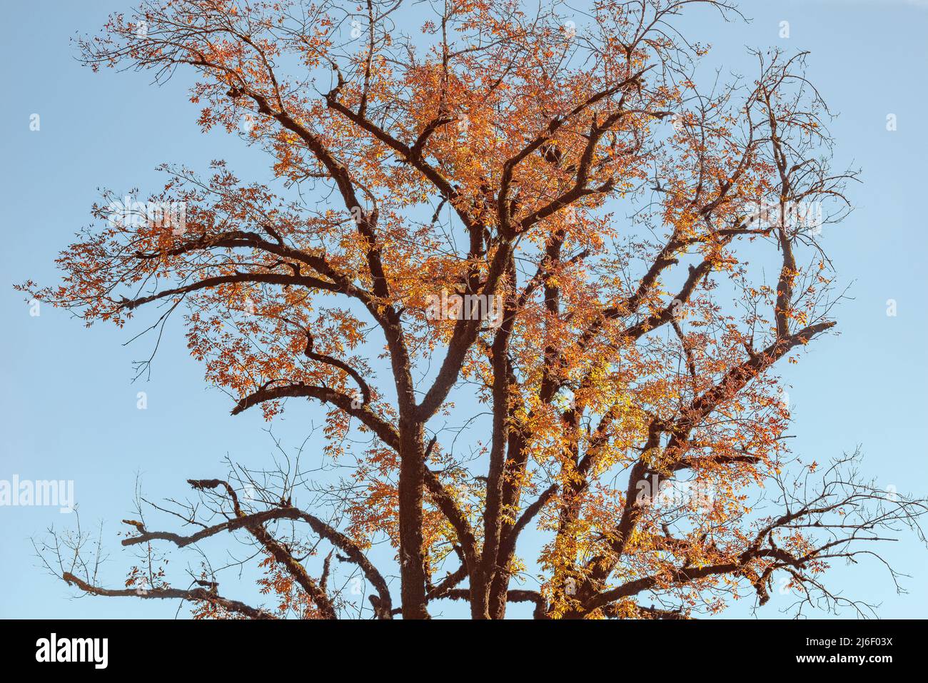 Big autumn tropical tree branches on the sky background Stock Photo - Alamy