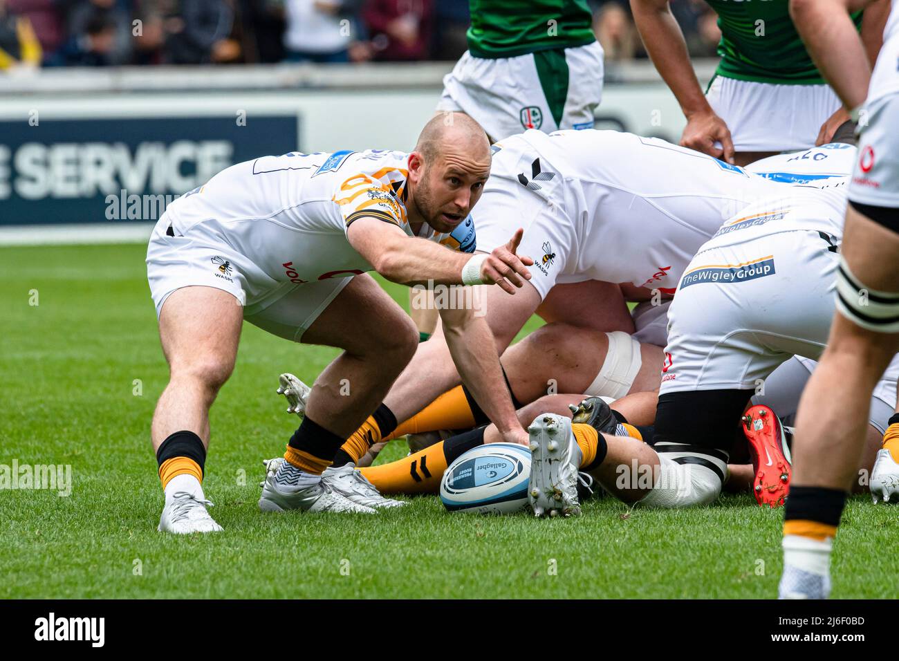 Dan robson wasps 2022 hi-res stock photography and images - Alamy