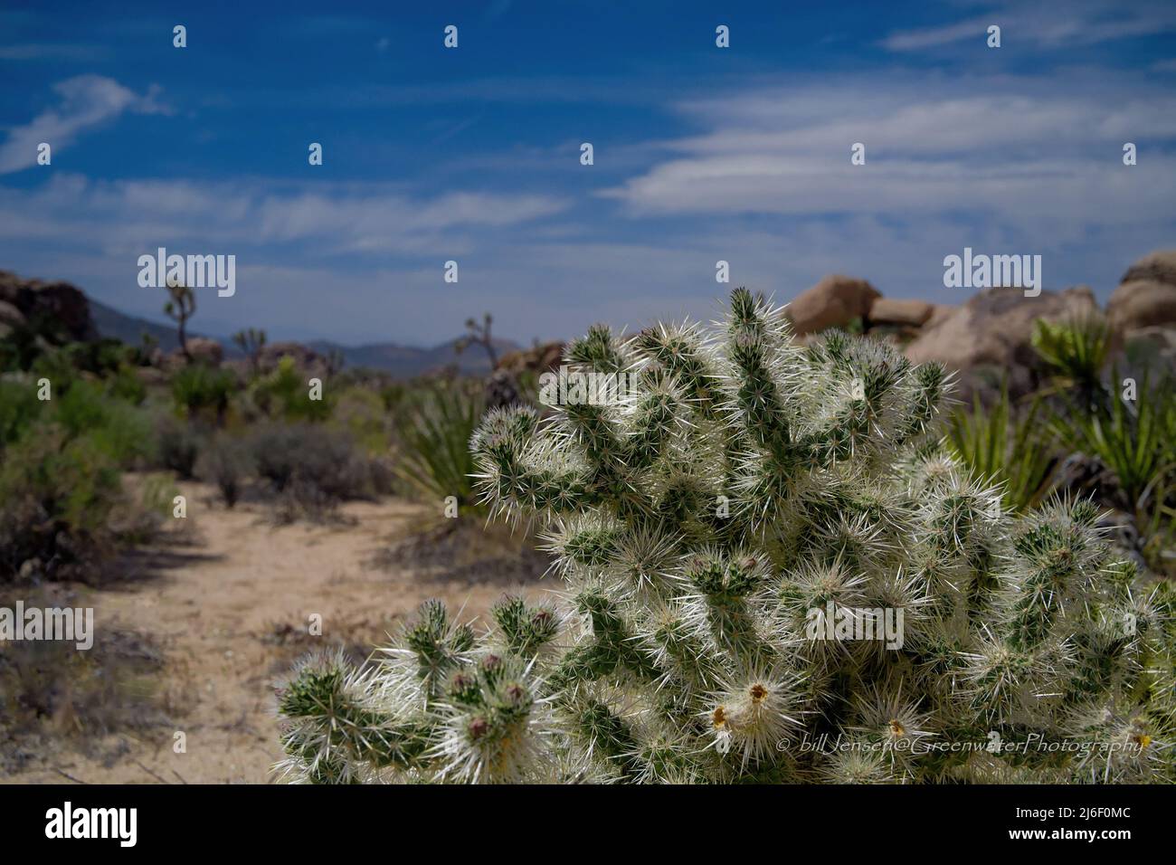 Yucca palms hi-res stock photography and images - Alamy