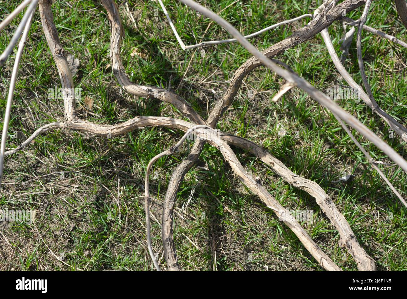 Bright and unusual pruned large vines of grapes, branches of other ...