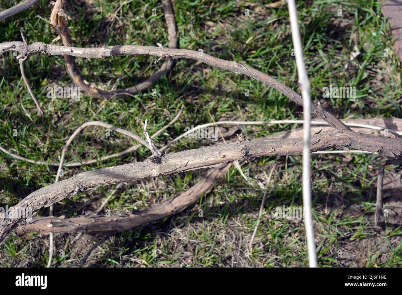 Bright and unusual pruned large vines of grapes, branches of other ...