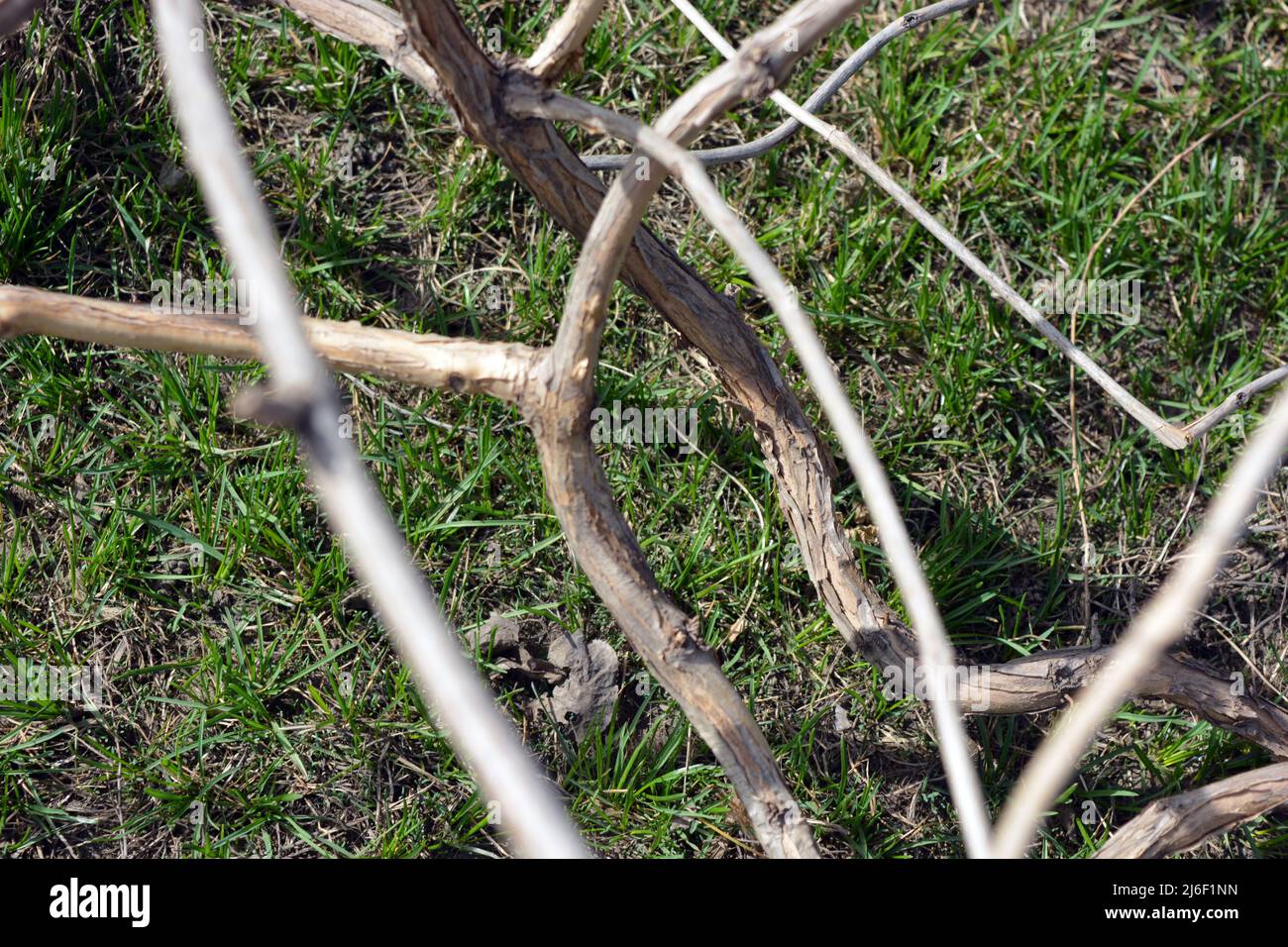Bright and unusual pruned large vines of grapes, branches of other ...