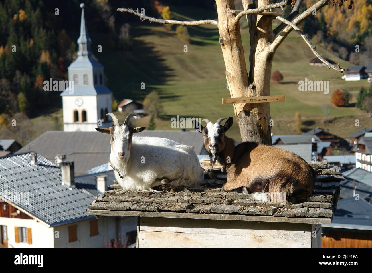 Goats on the roof hi-res stock photography and images - Alamy
