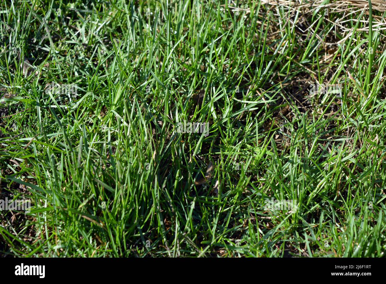 Bright earlier, bright morning, fresh spring grass with small thin ...