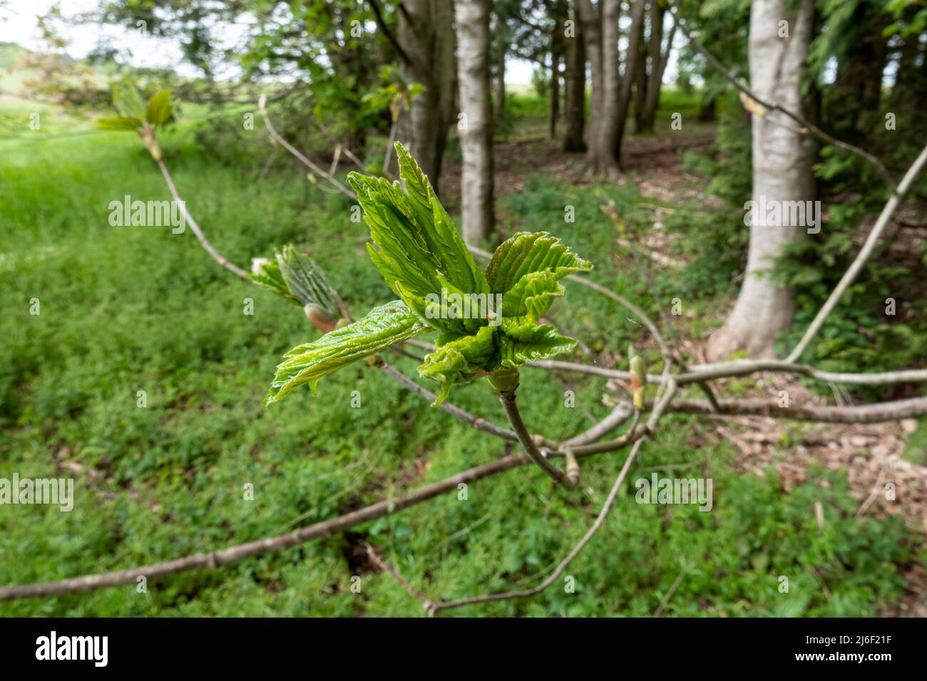 New green shoots hi-res stock photography and images - Alamy