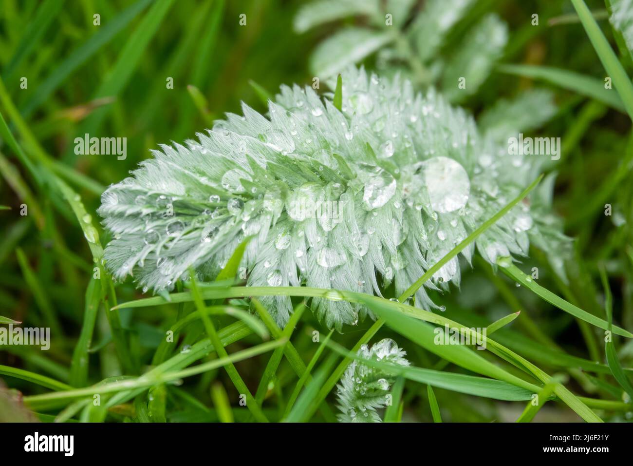 Wild silverweed (Potentilla anserina) covered in rain water droplets ...