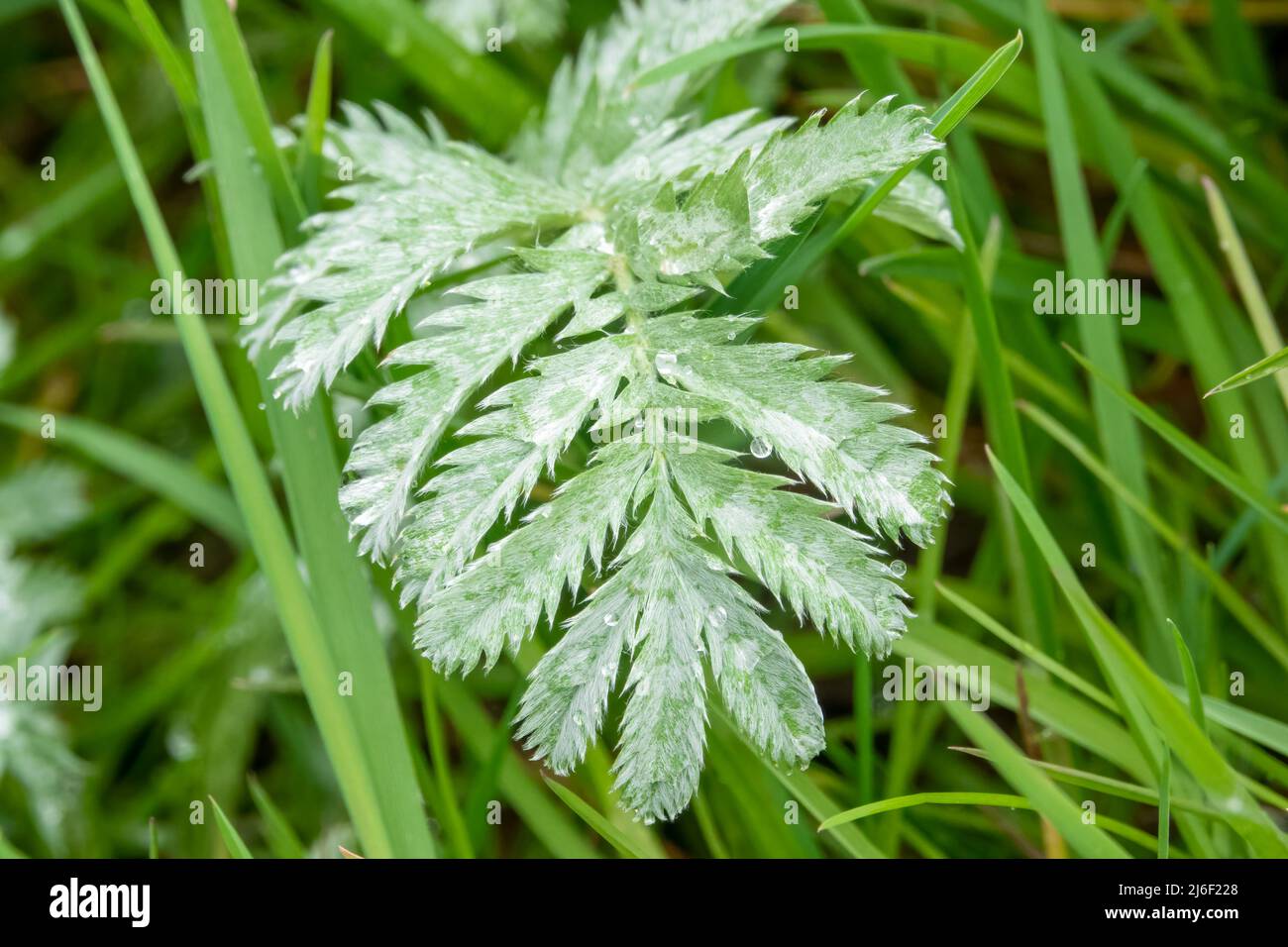 Wild silverweed (Potentilla anserina) covered in rain water droplets ...