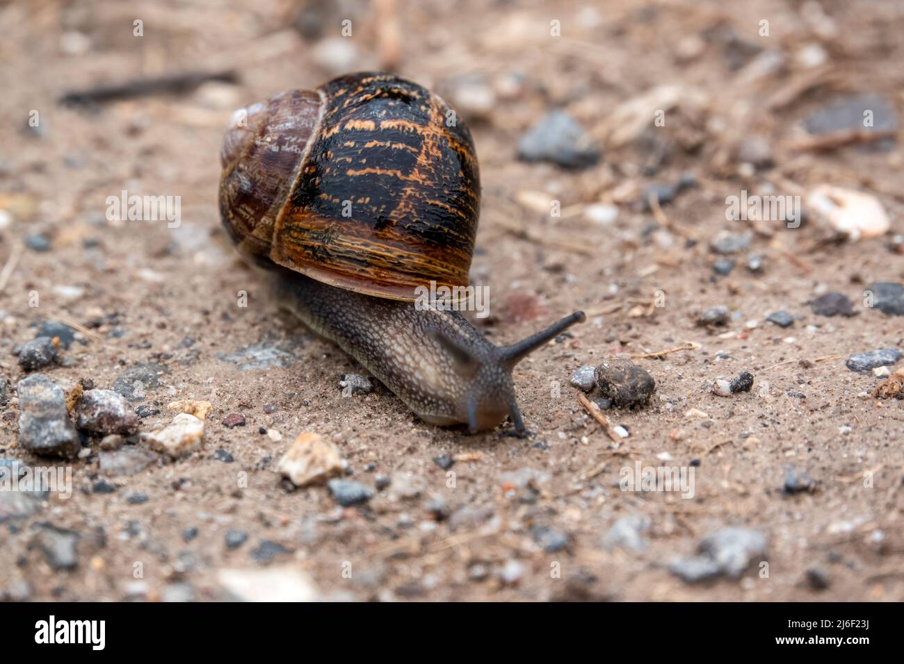 closeup of a garden snail (Cornu aspersum) travelling (slowly) across ...