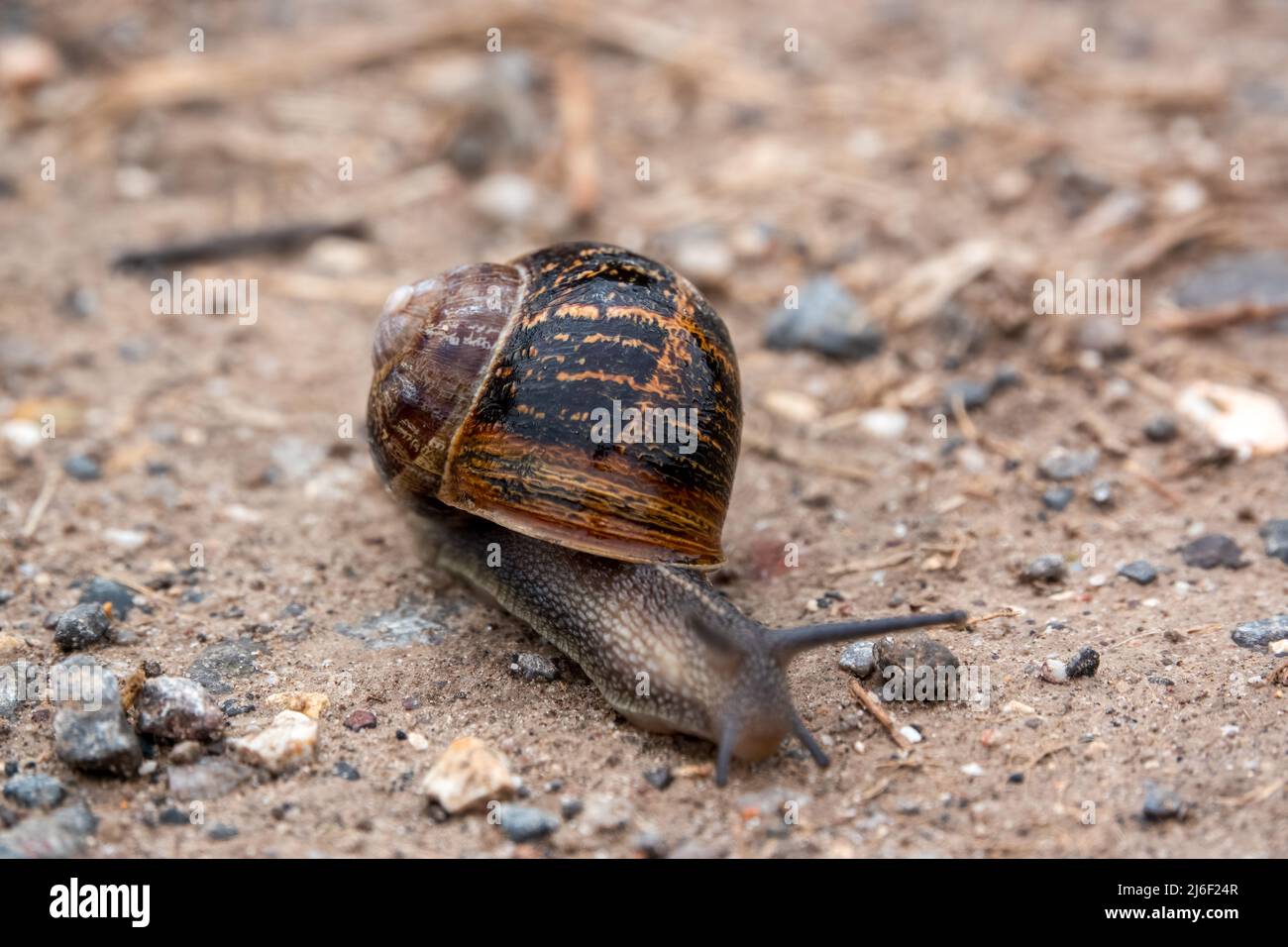 Mud snail hi-res stock photography and images - Alamy