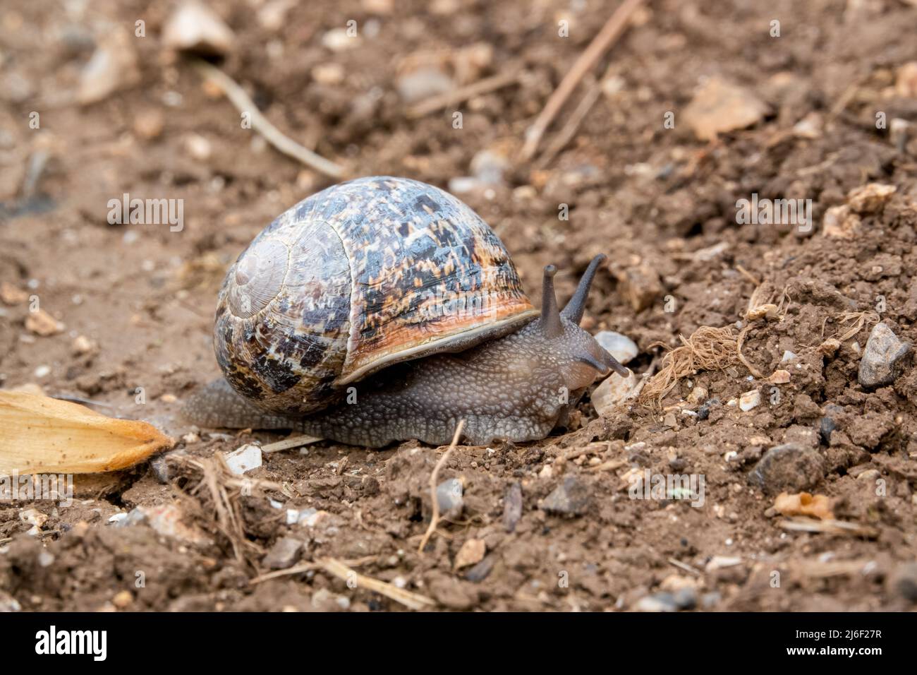 closeup of a garden snail (Cornu aspersum) travelling (slowly) across ...
