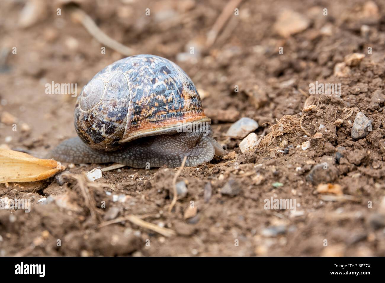 closeup of a garden snail (Cornu aspersum) travelling (slowly) across ...