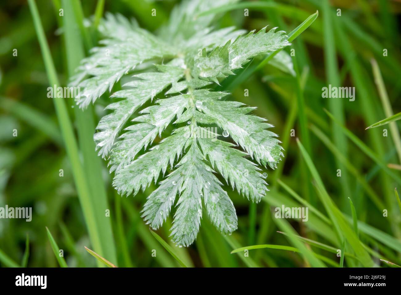 Wild silverweed (Potentilla anserina) covered in rain water droplets ...
