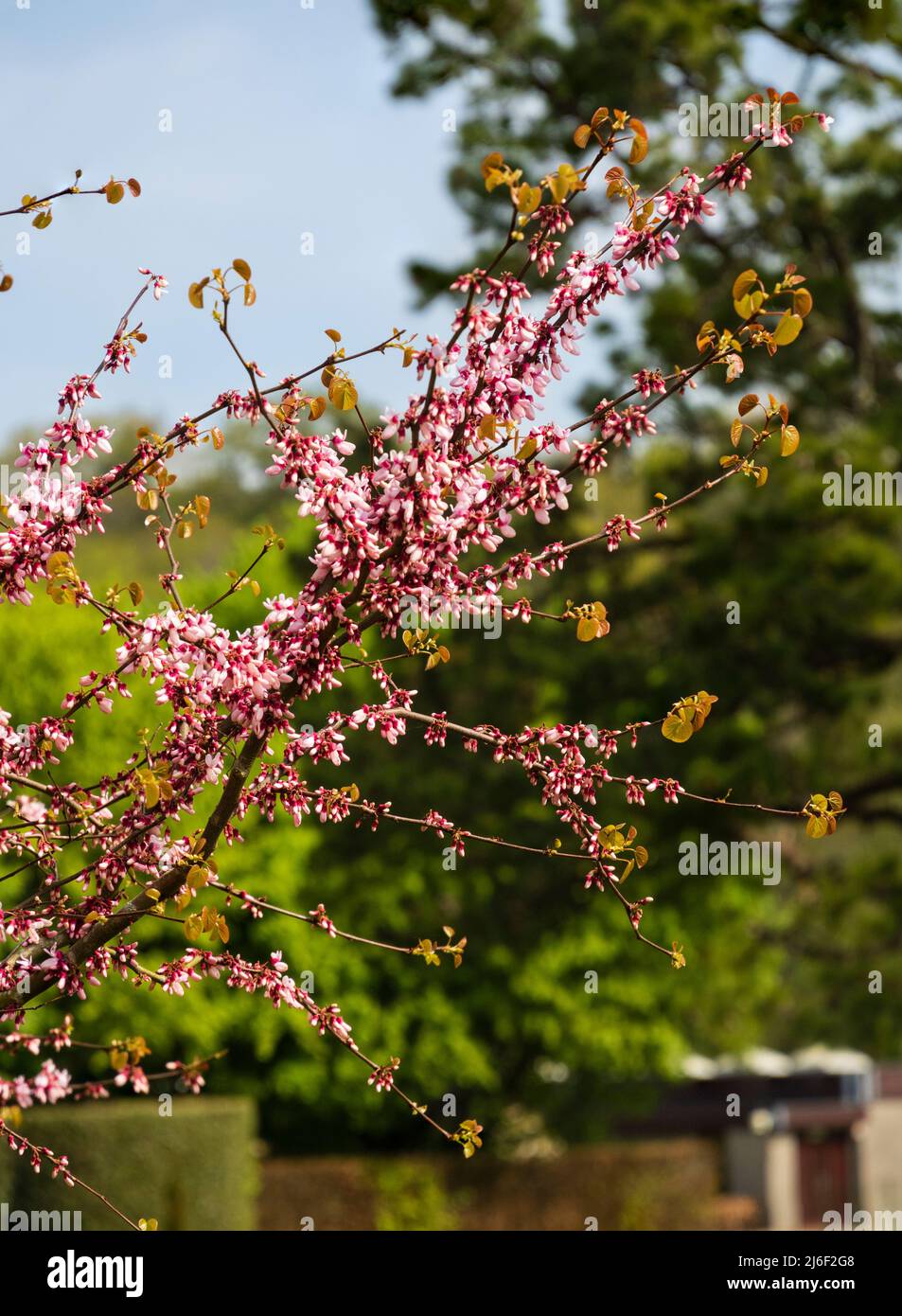 Massed dark and lighter pink spring flowers of the hardy deciduous ...