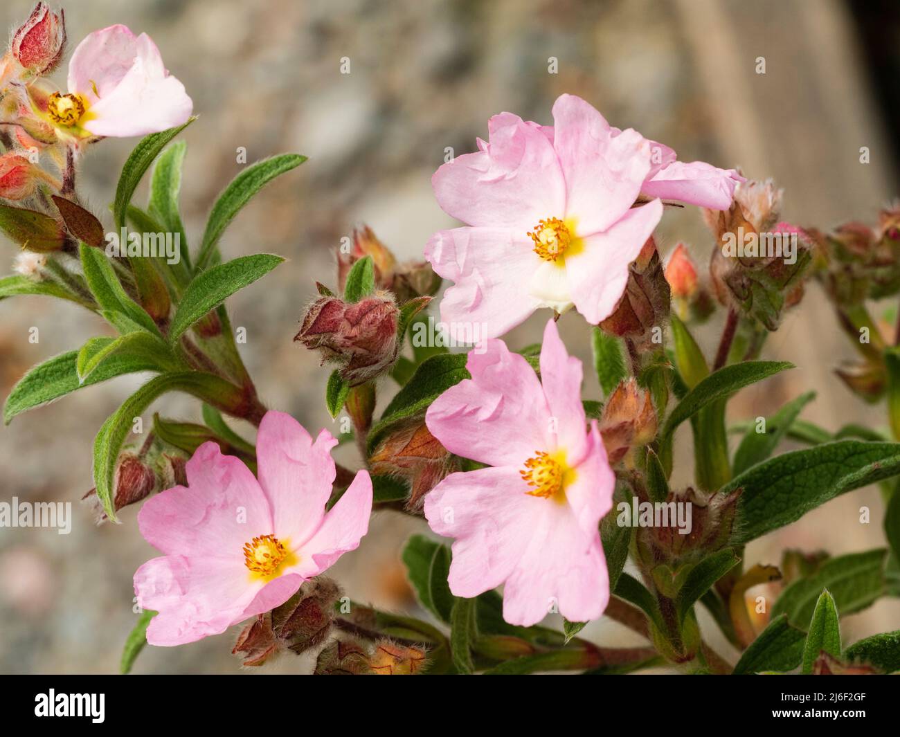 Pink blooms of the spring to early summer flowering dwarf rock rose ...