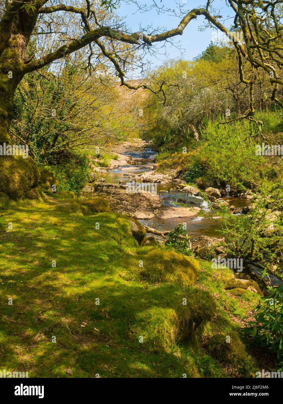Spring view of the River Avon, Dartmoor, Devon, UK on the section ...