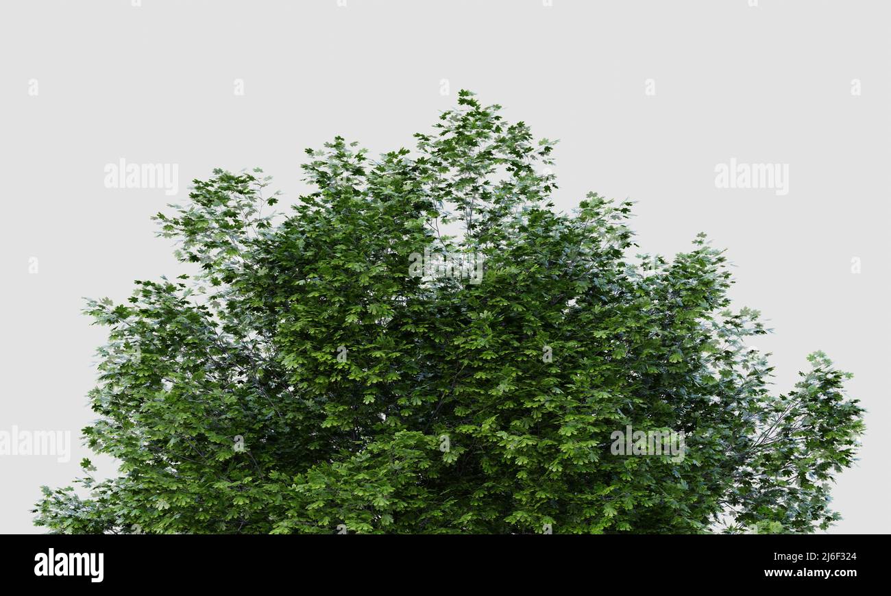 Treetop of big Acer marcophillum tree on isolated white background ...